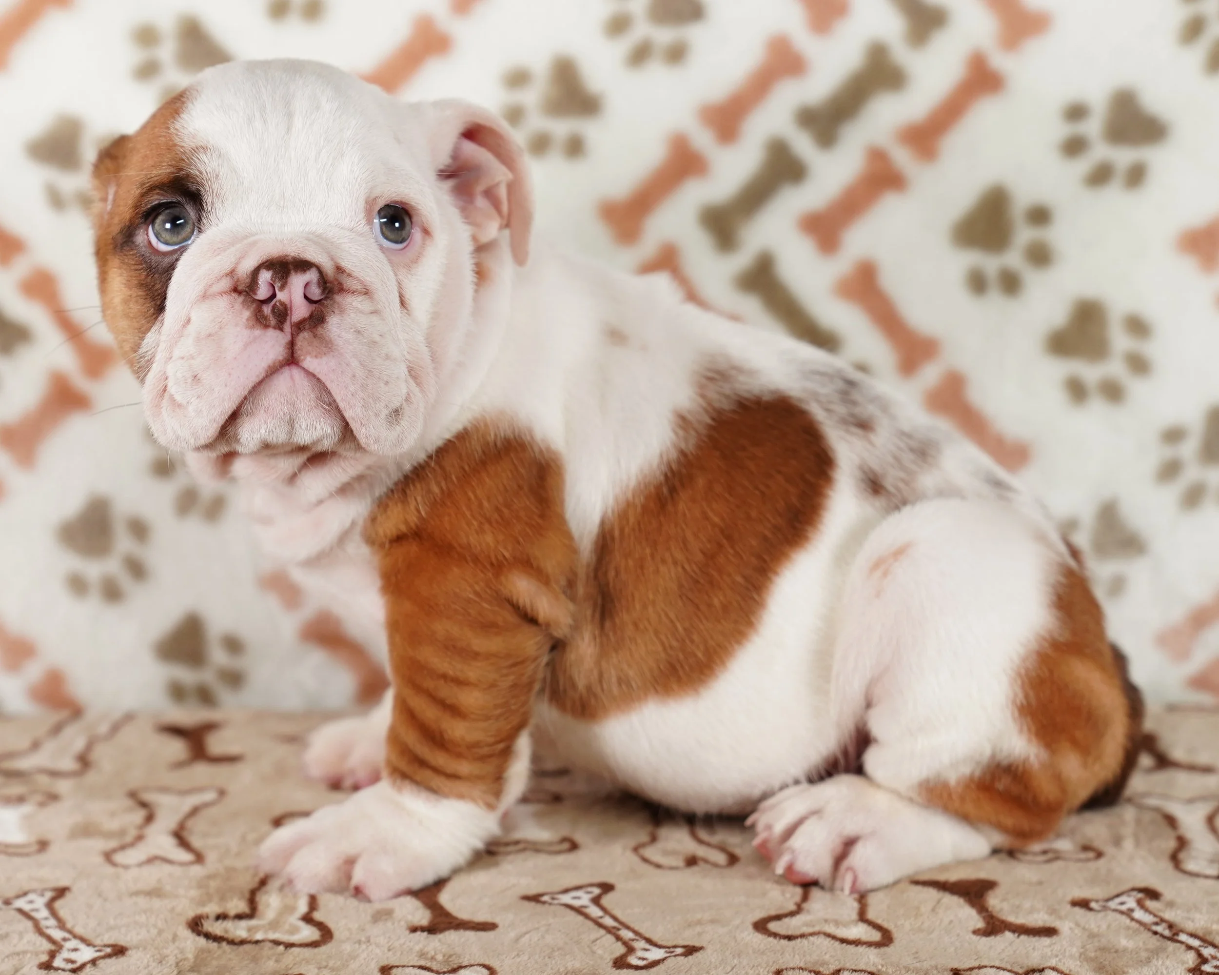 English Bulldog Puppies | Tank R Tots