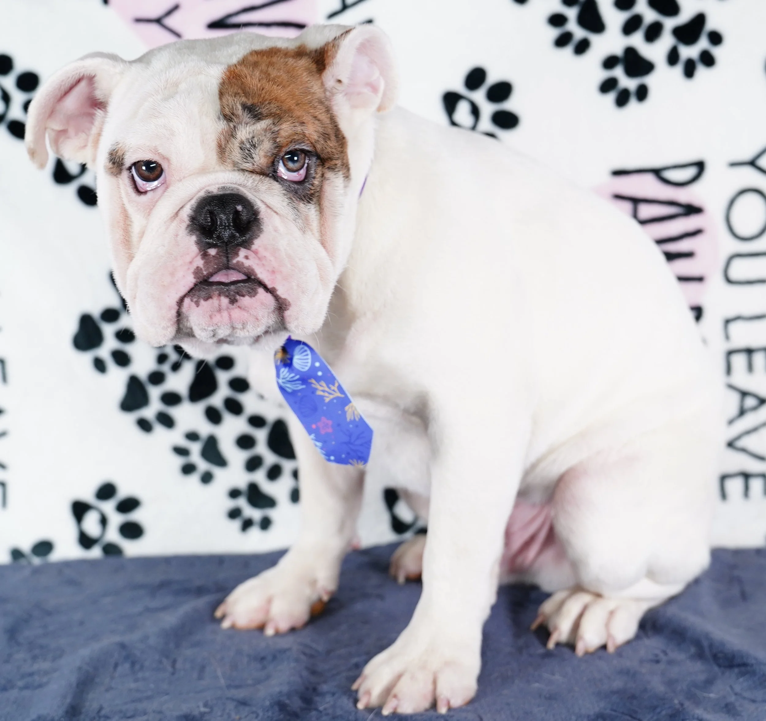 English Bulldog Puppies | Tank R Tots