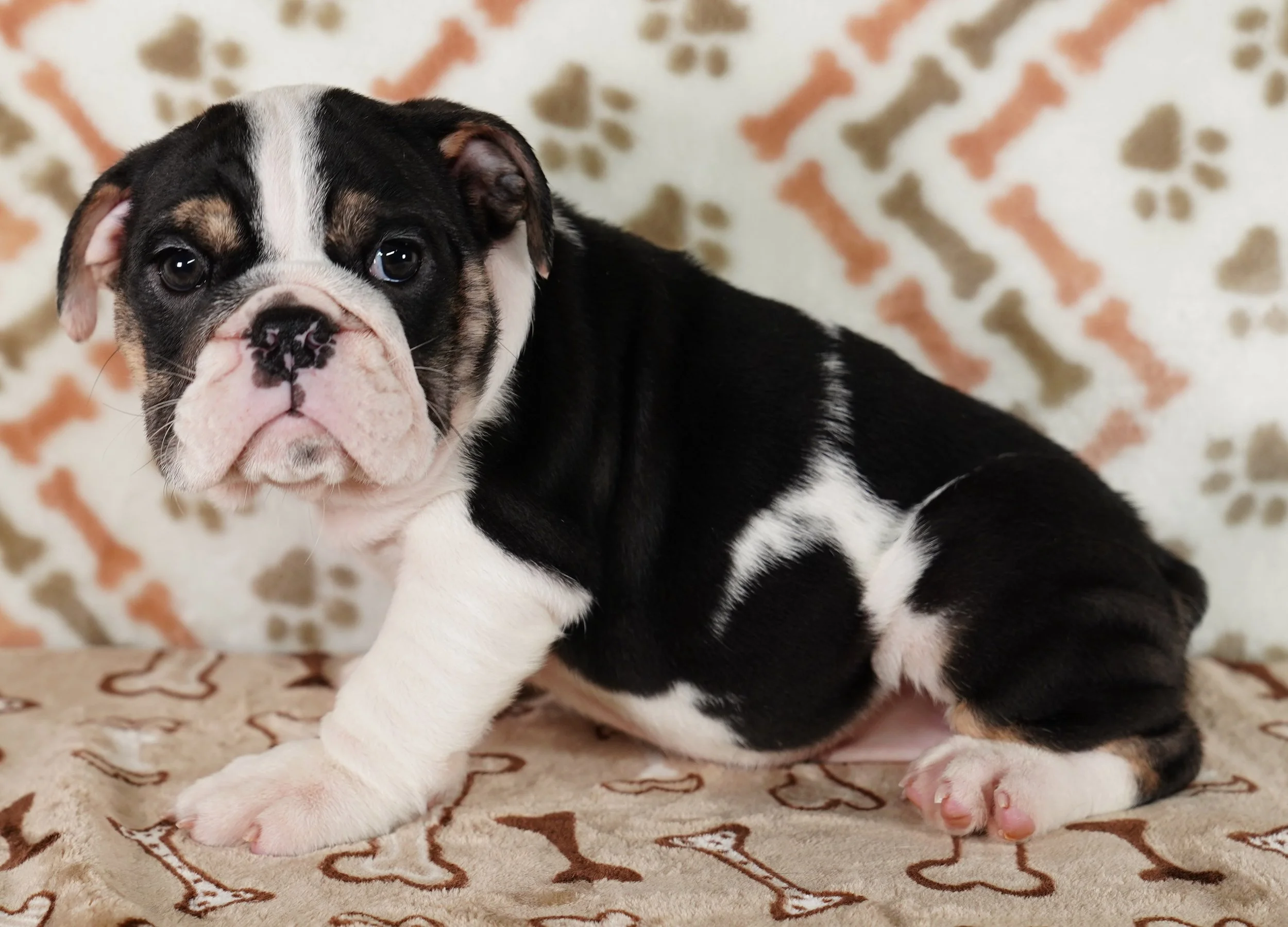 English Bulldog Puppies | Tank R Tots