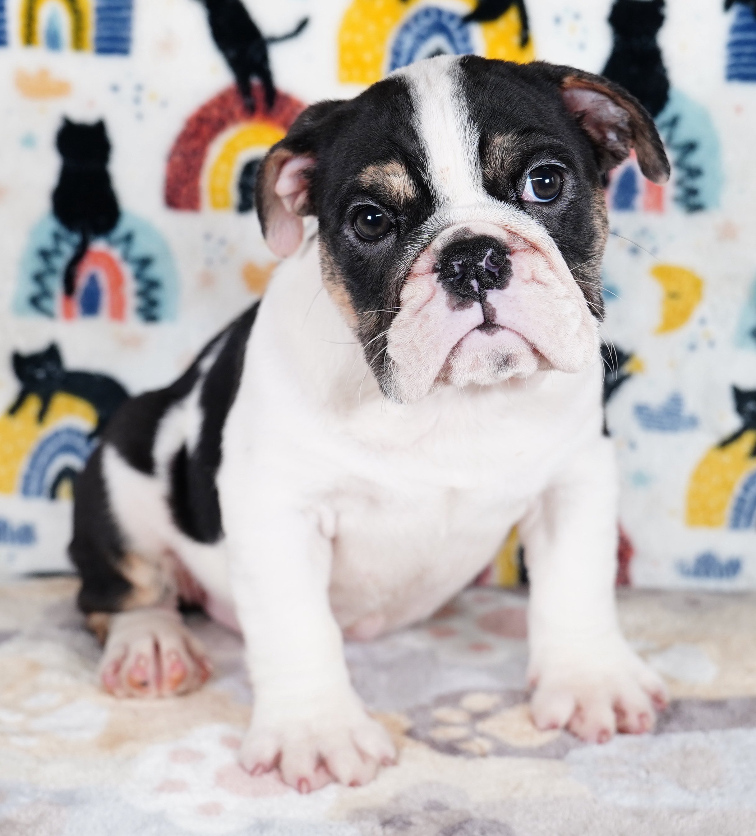 English Bulldog Puppies | Tank R Tots
