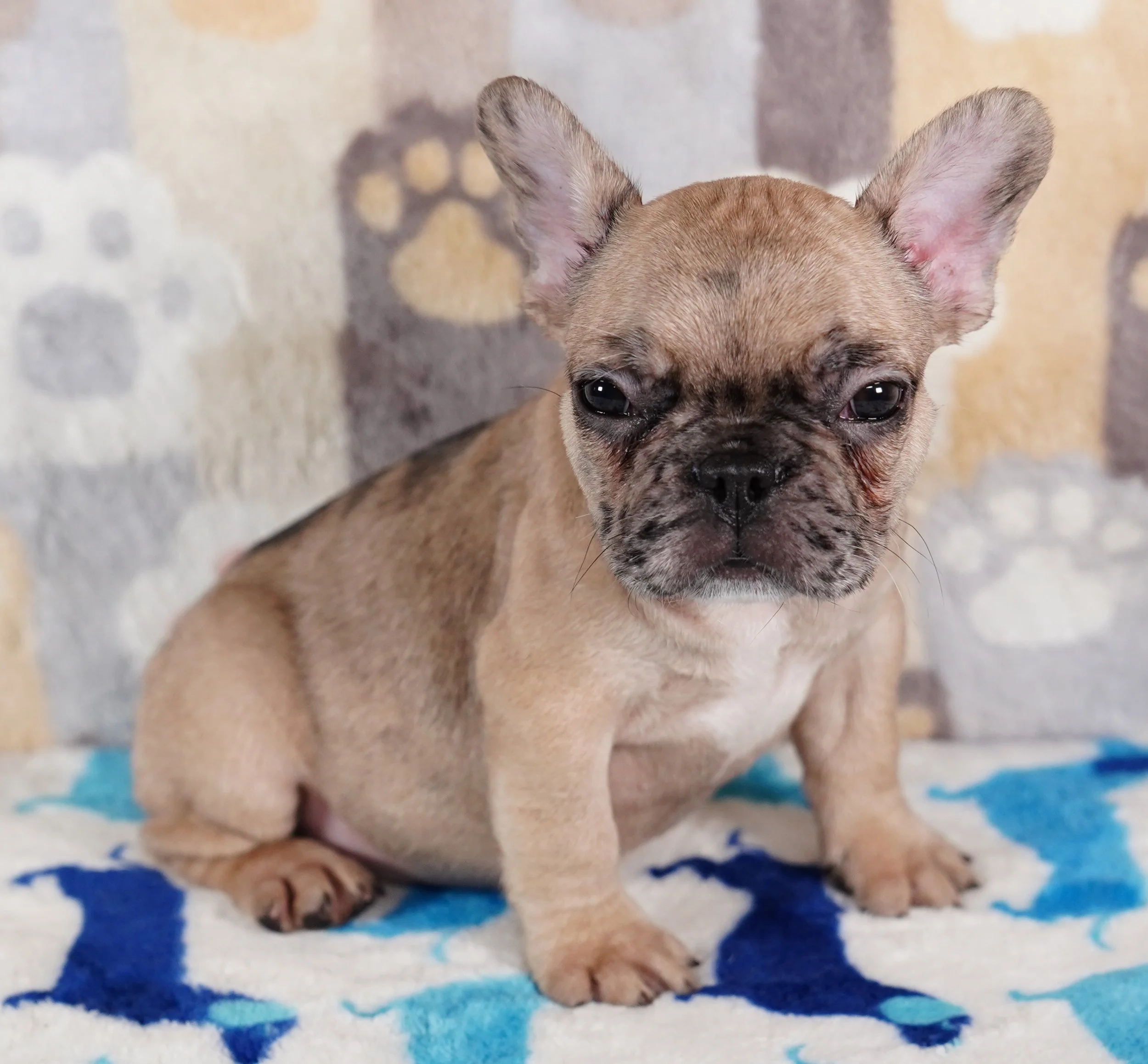 French Bulldog Puppies | Tank R Tots