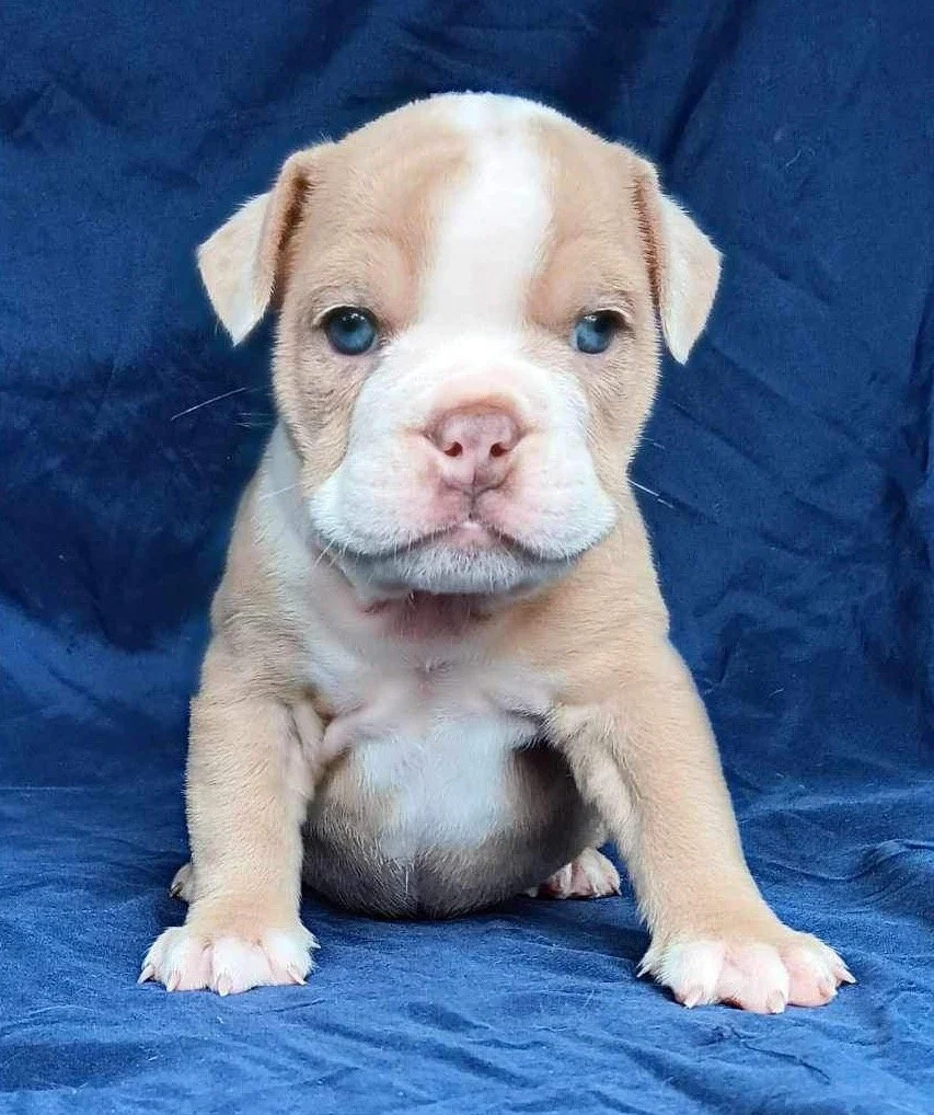 English Bulldog Puppies | Tank R Tots