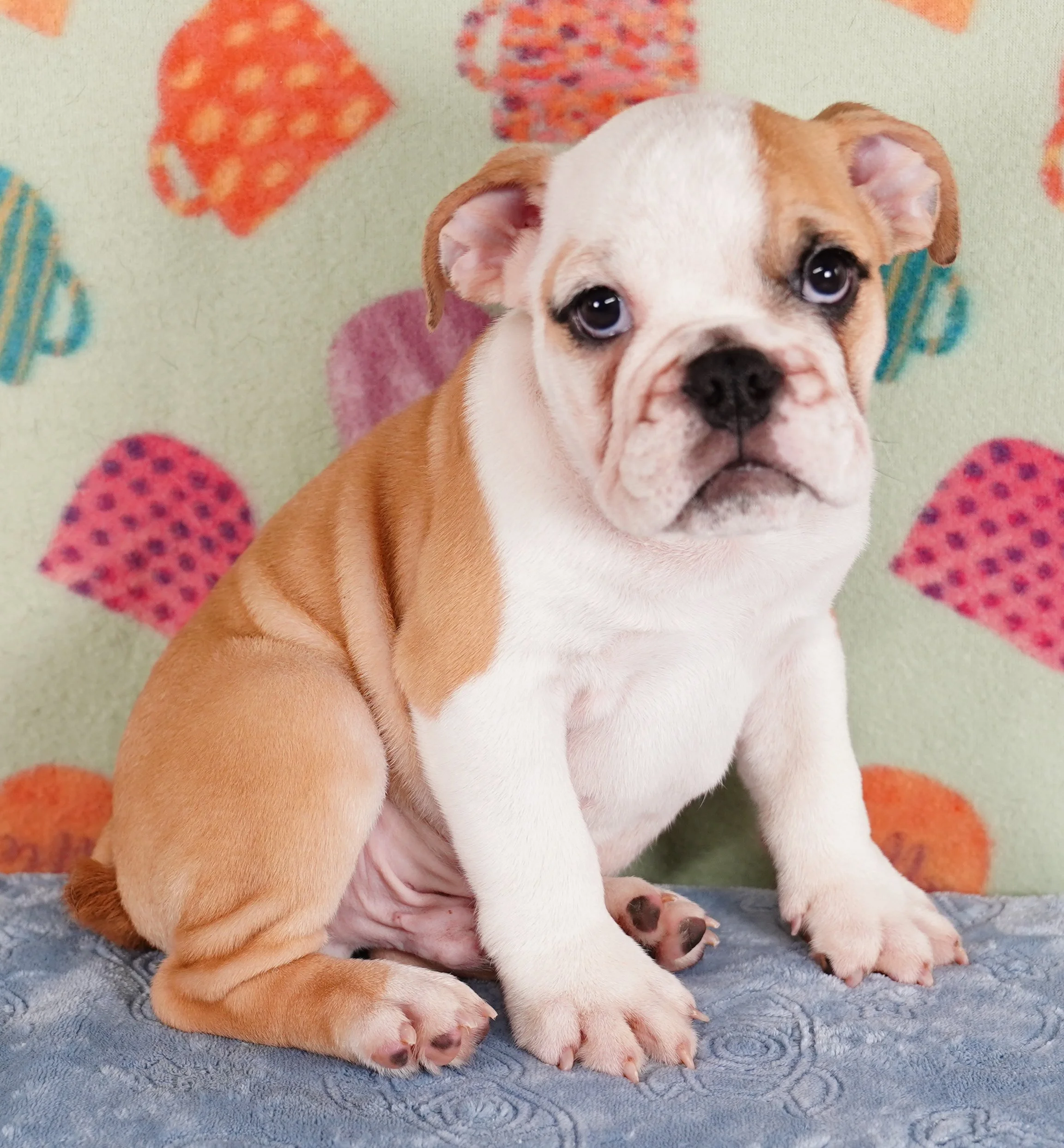 English Bulldog Puppies | Tank R Tots