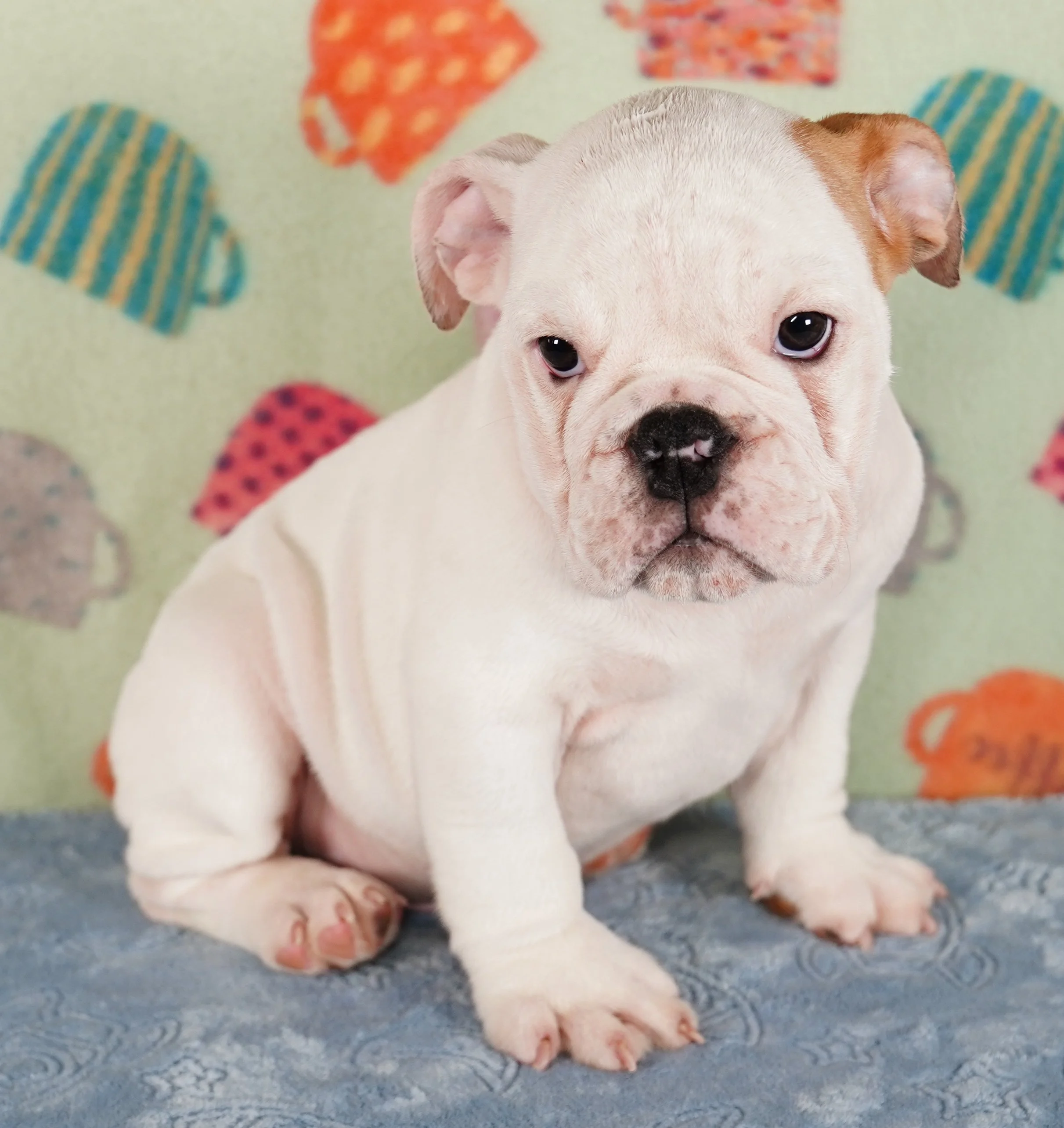 English Bulldog Puppies | Tank R Tots