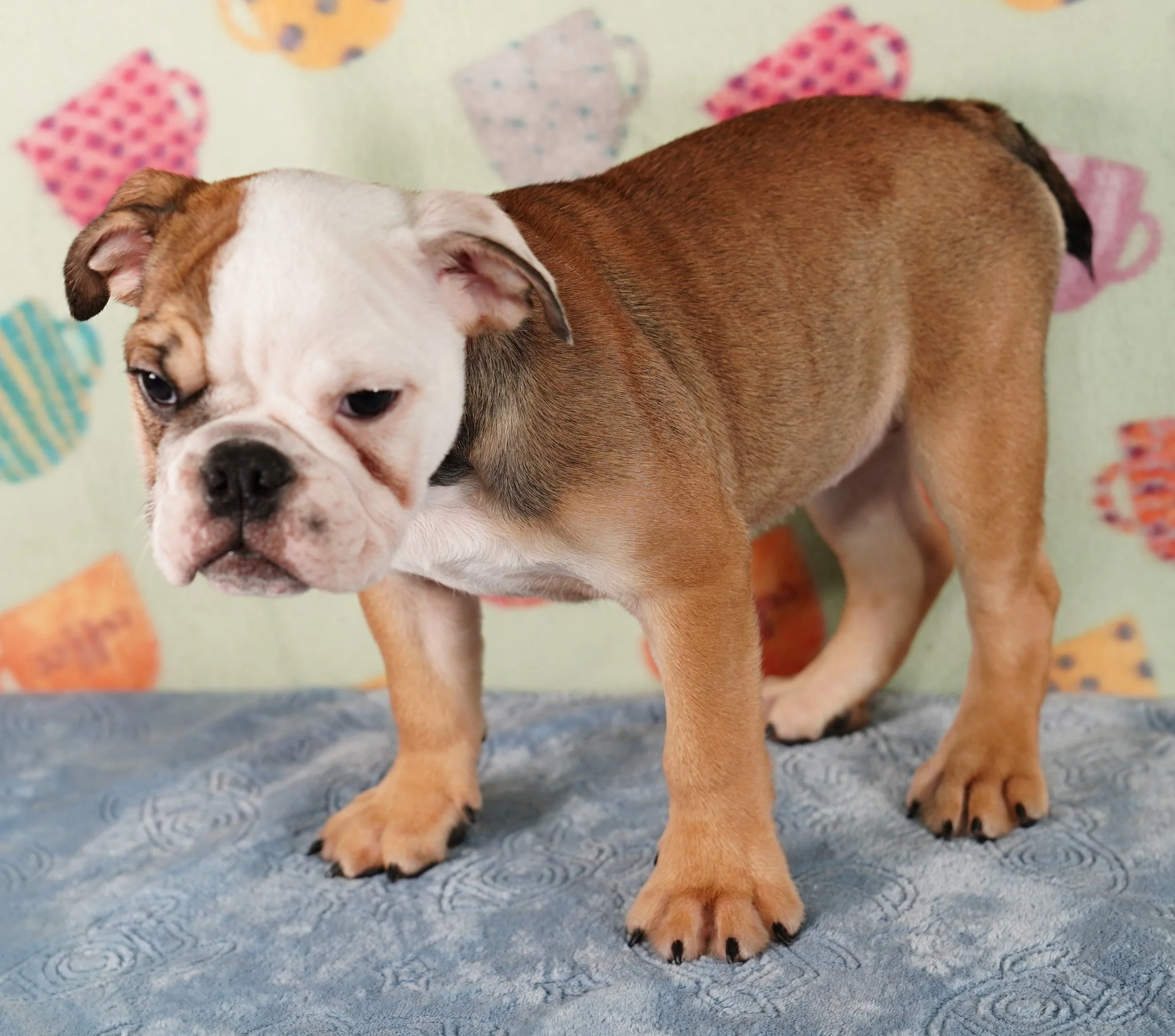 English Bulldog Puppies | Tank R Tots