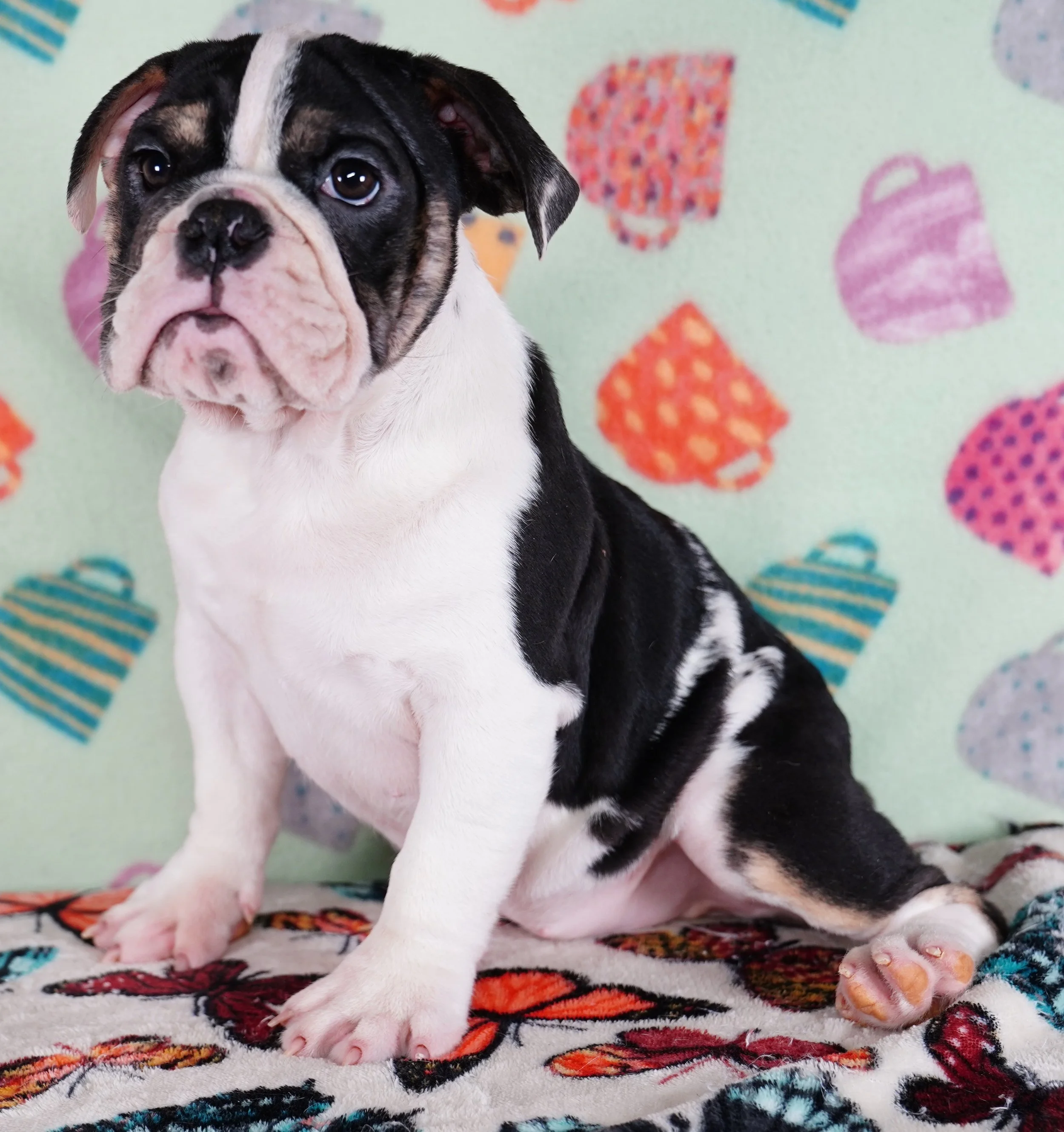 English Bulldog Puppies | Tank R Tots