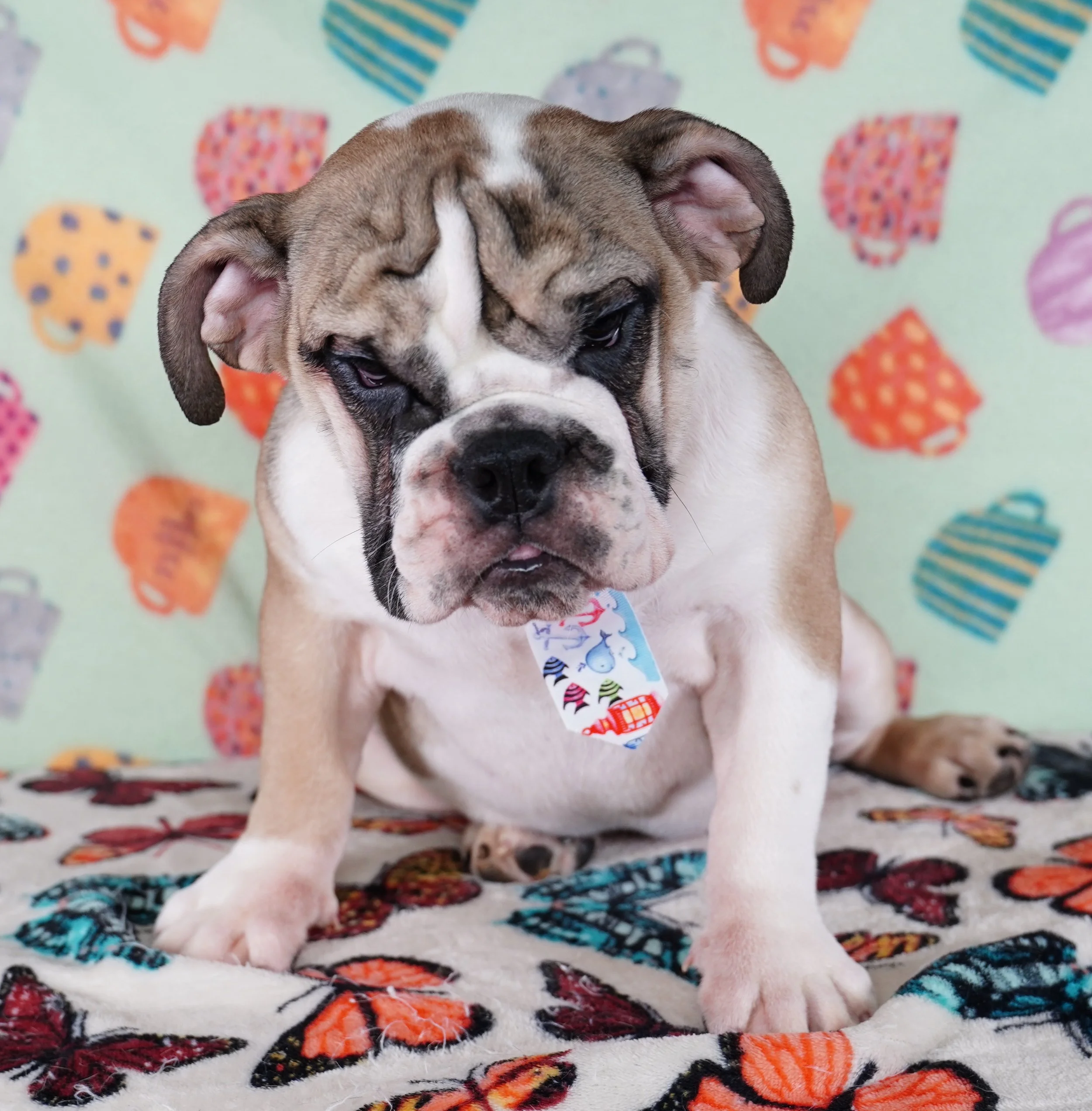 English Bulldog Puppies | Tank R Tots