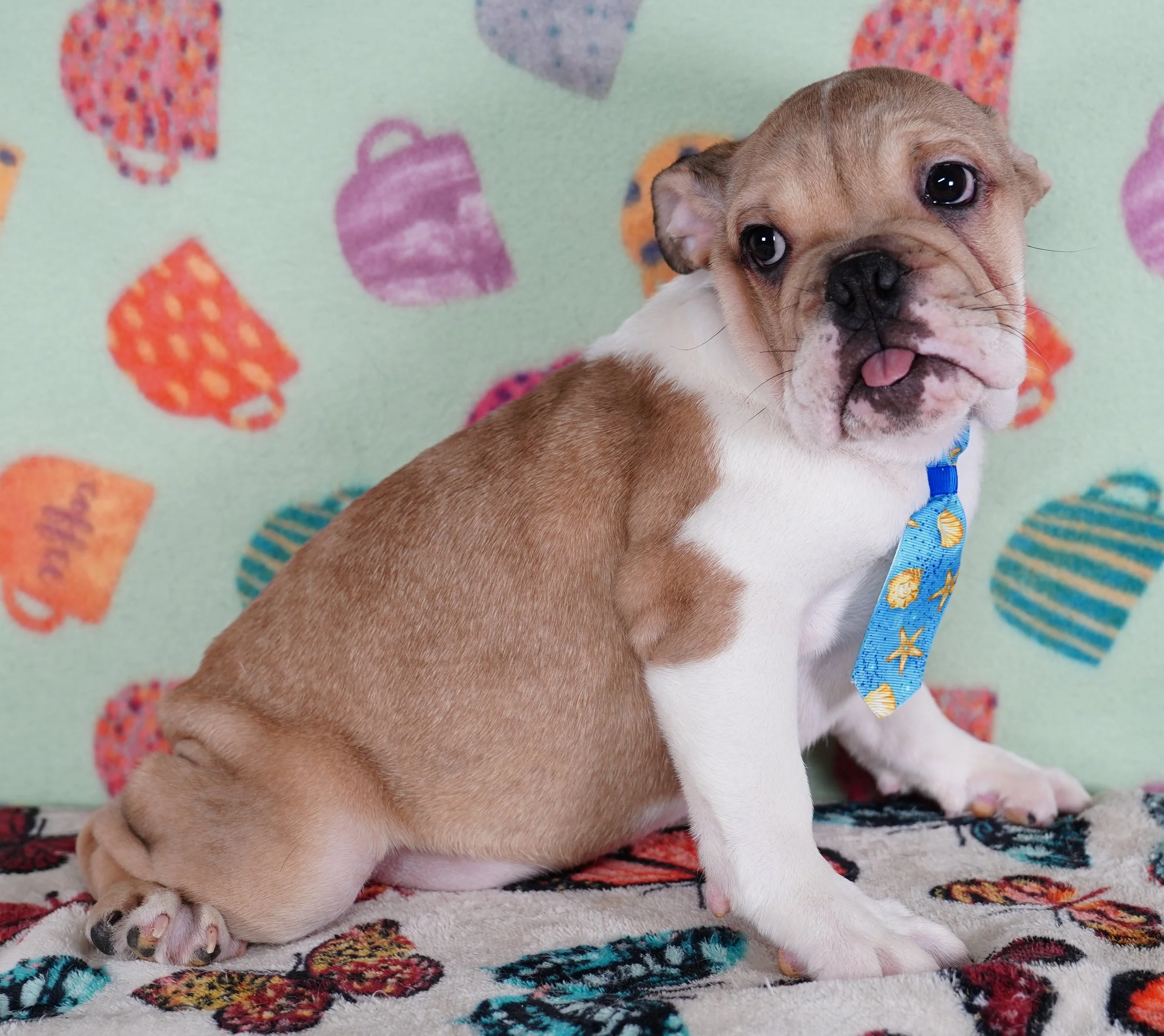 English Bulldog Puppies | Tank R Tots