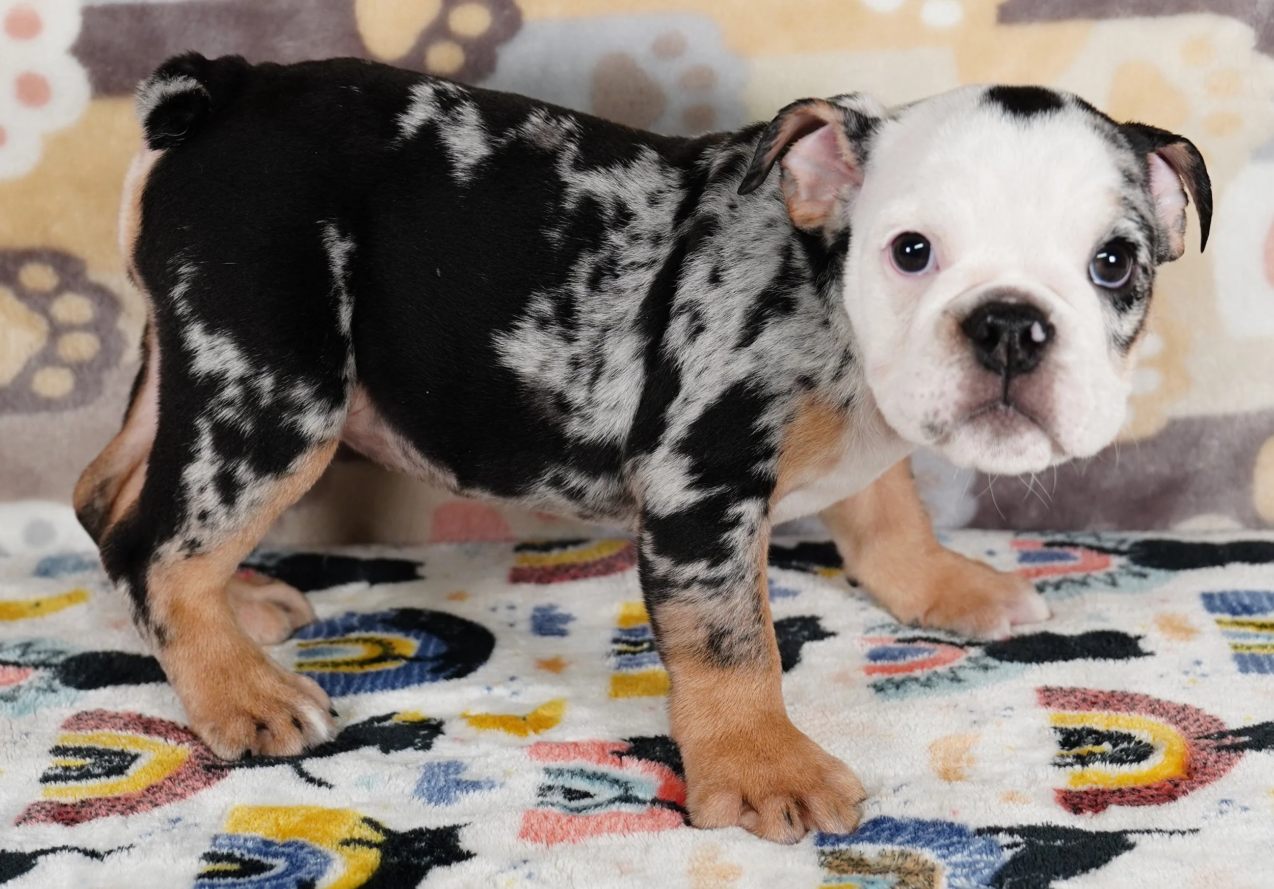 English Bulldog Puppies | Tank R Tots