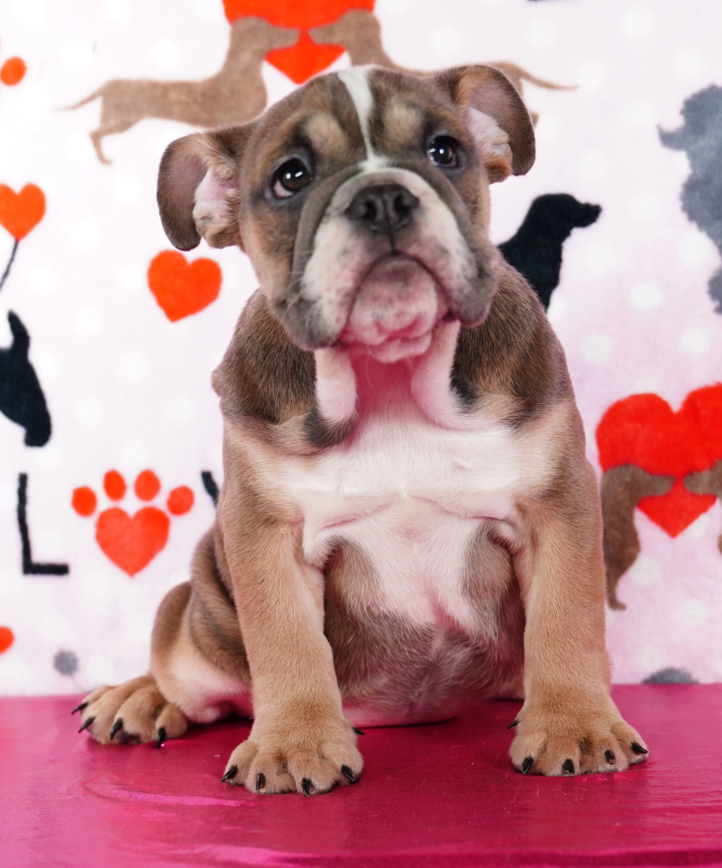 English Bulldog Puppies | Tank R Tots