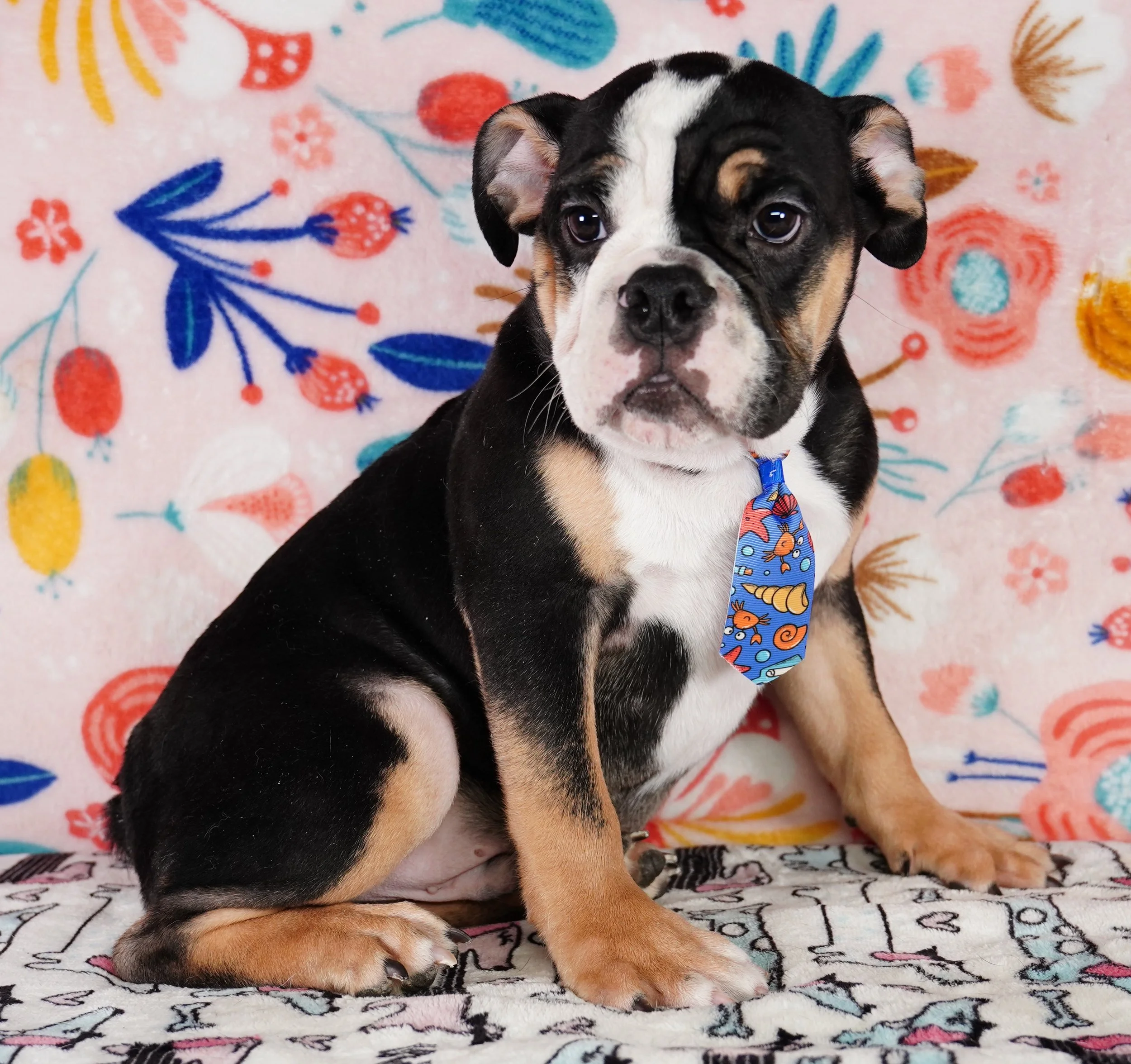 English Bulldog Puppies | Tank R Tots