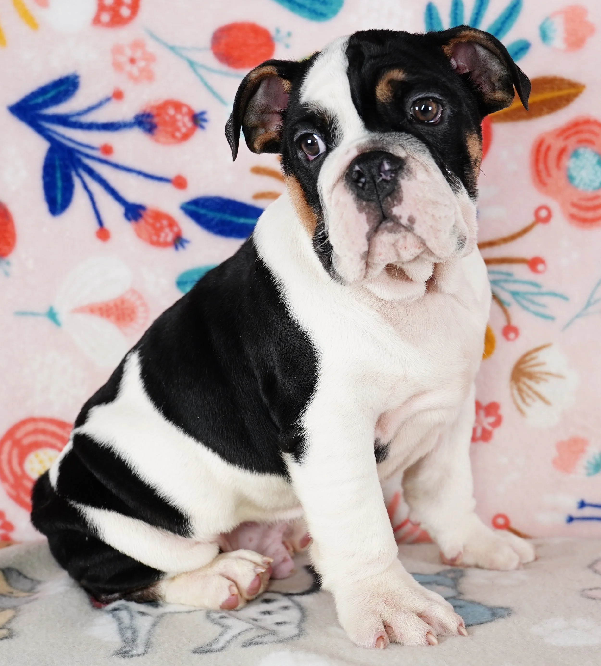 English Bulldog Puppies | Tank R Tots