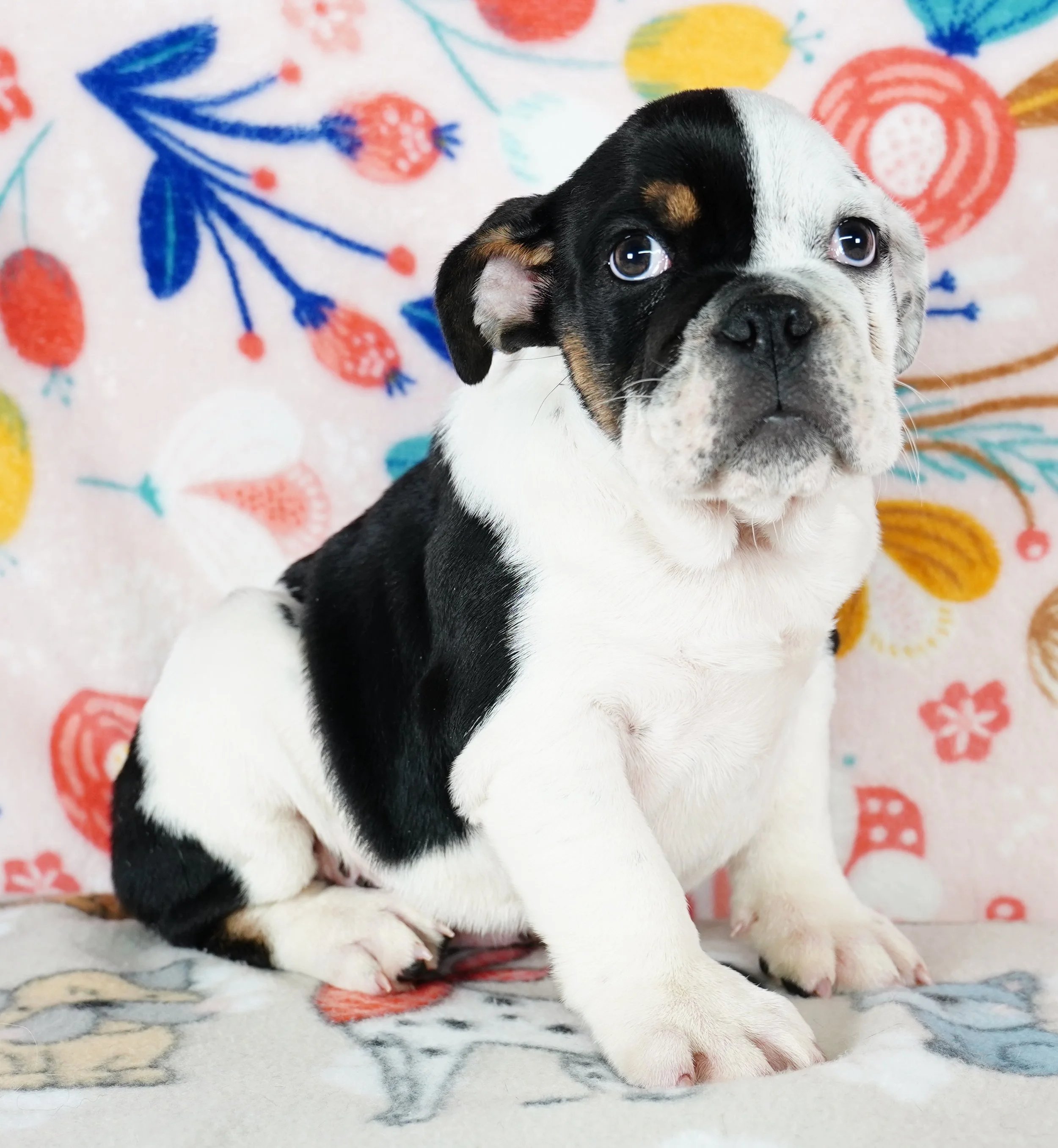 English Bulldog Puppies | Tank R Tots