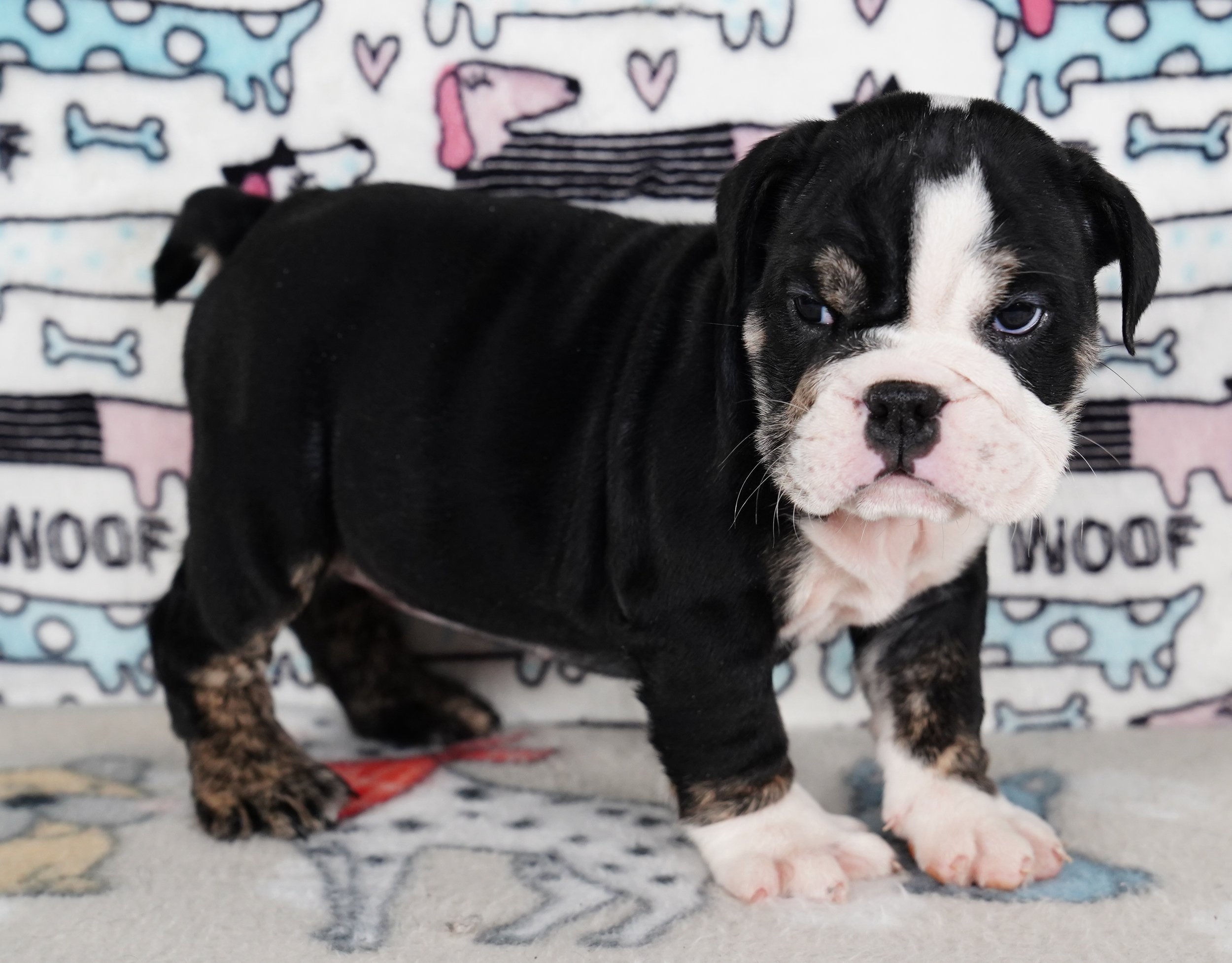 English Bulldog Puppies | Tank R Tots