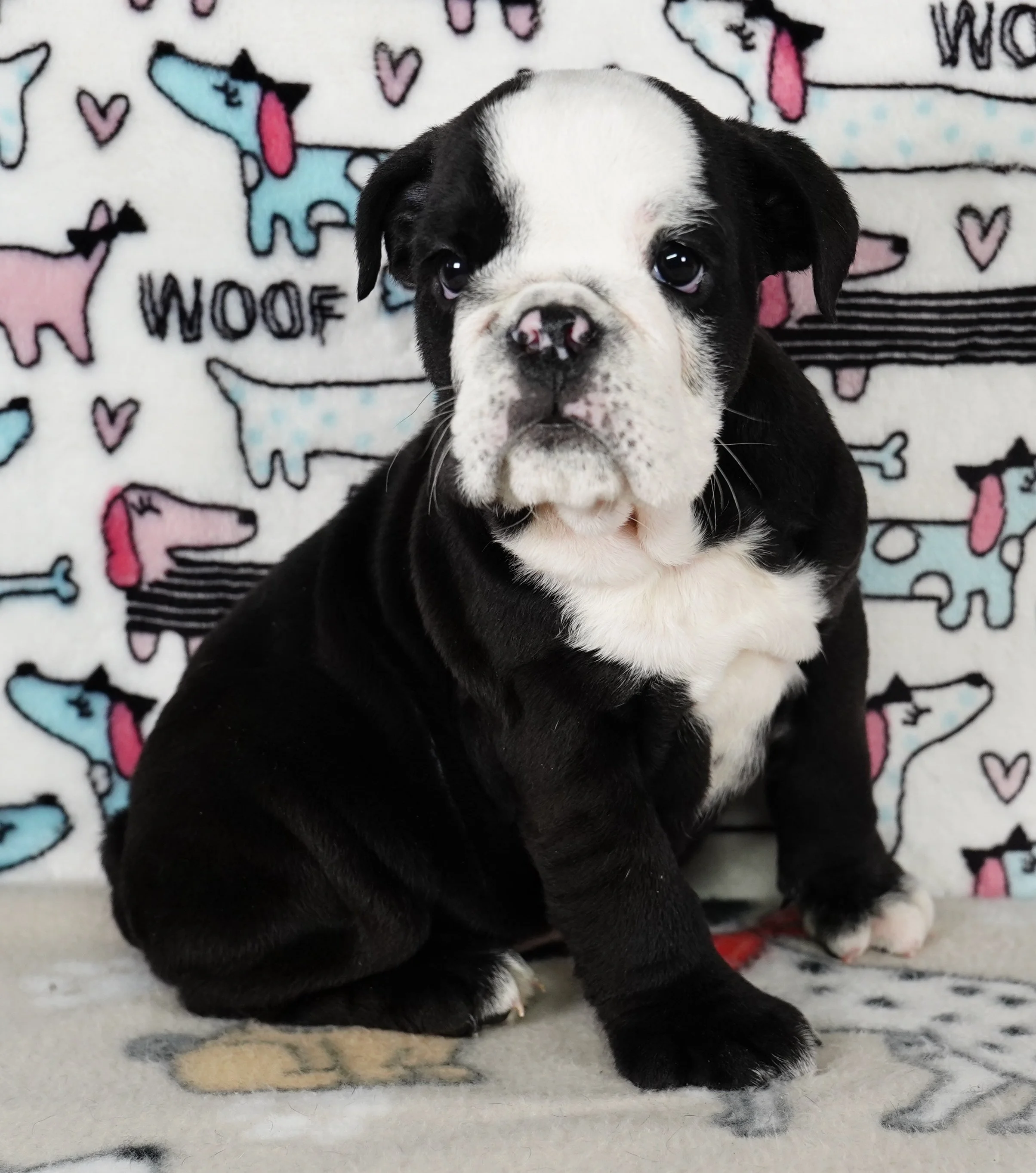 English Bulldog Puppies | Tank R Tots