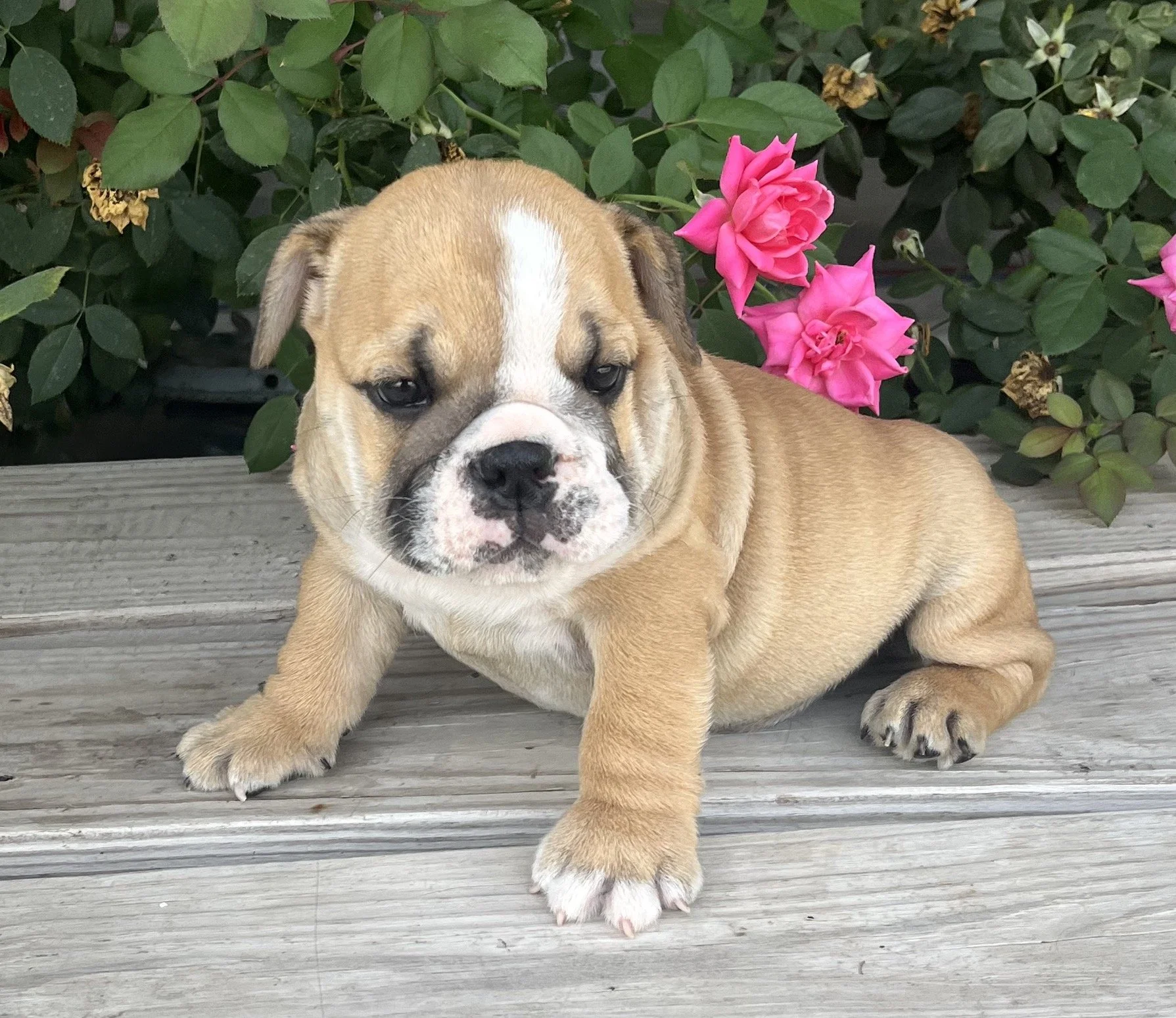 English Bulldog Puppies | Tank R Tots