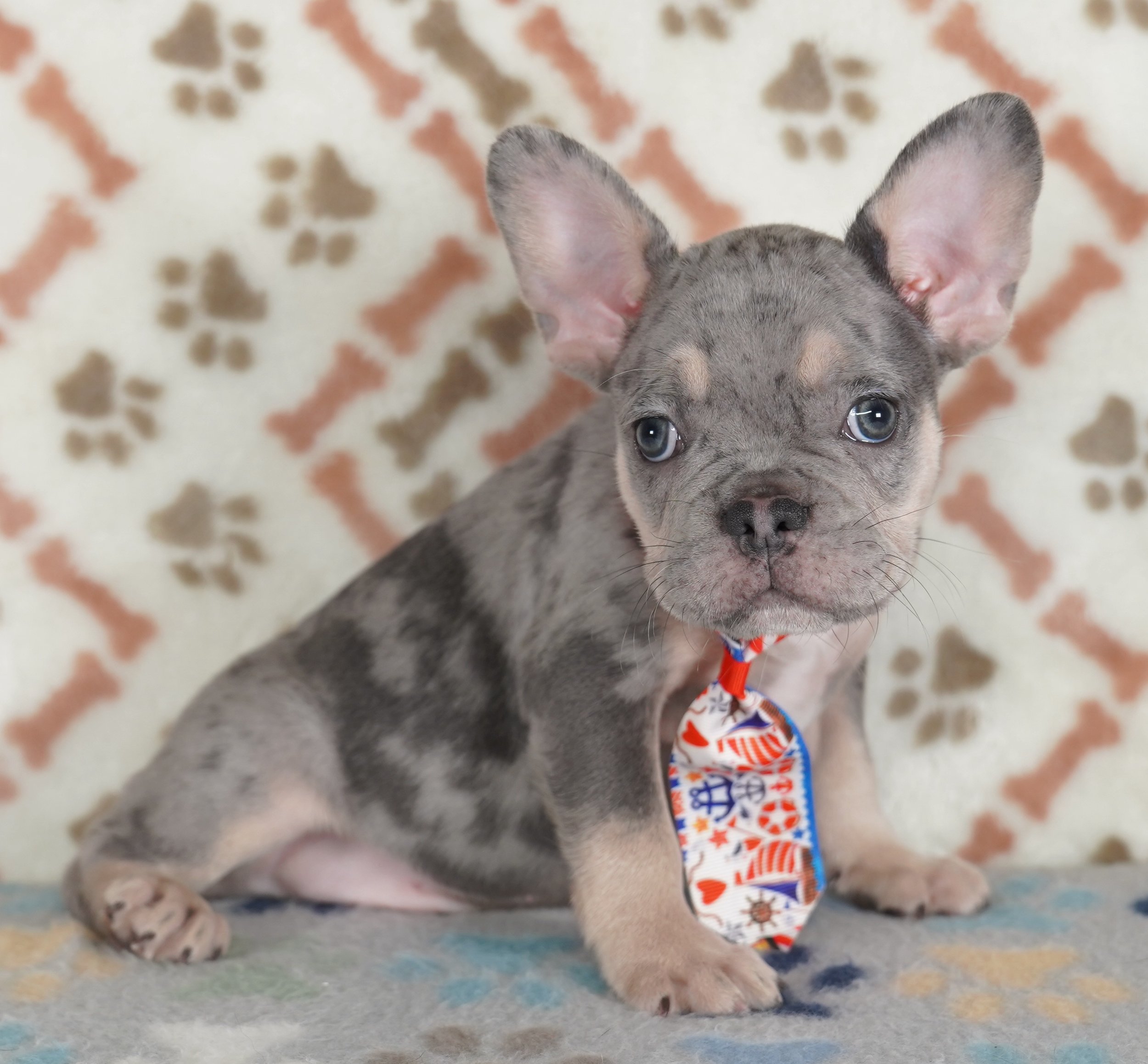 French Bulldog Puppies | Tank R Tots