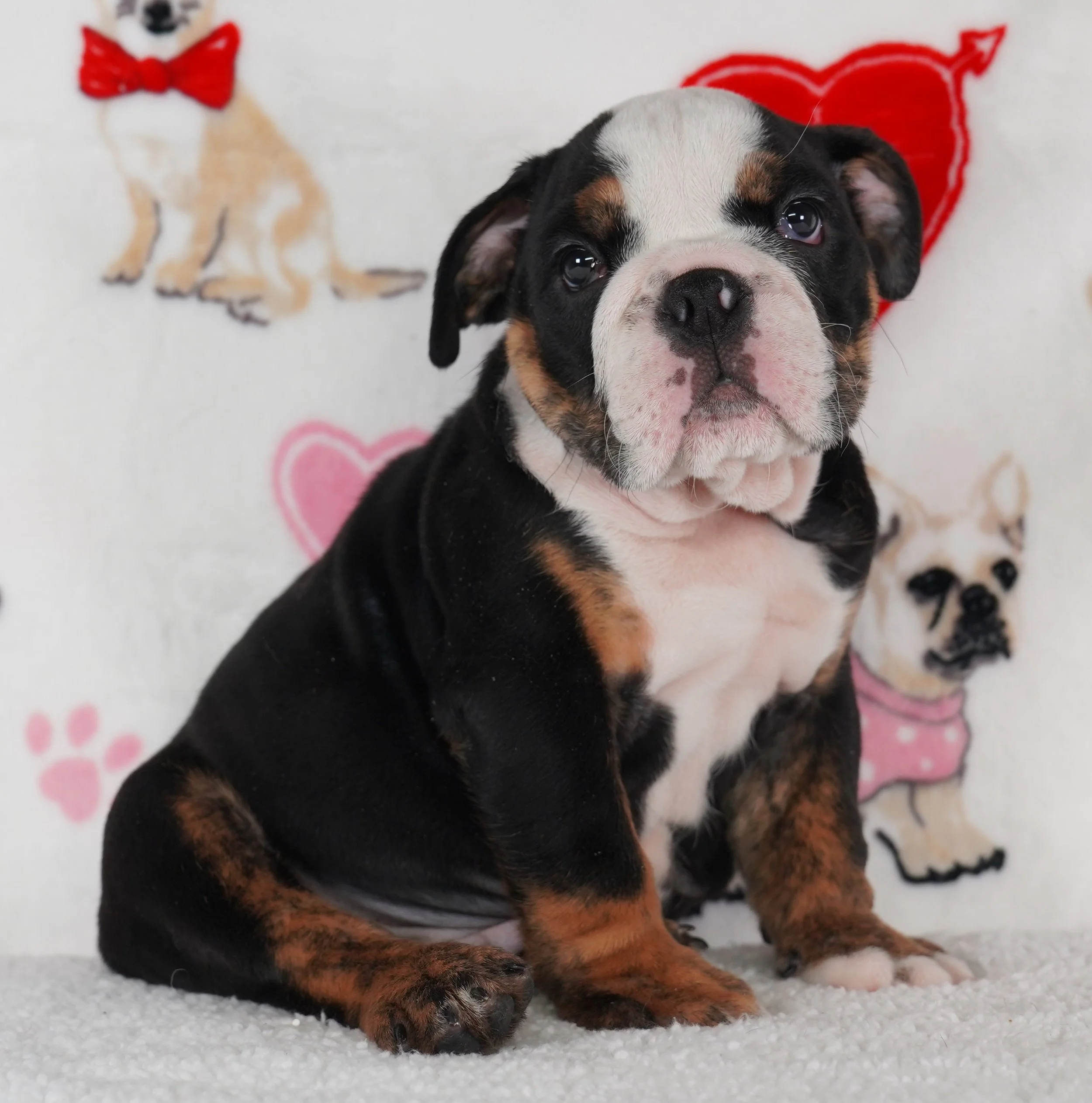 English Bulldog Puppies | Tank R Tots