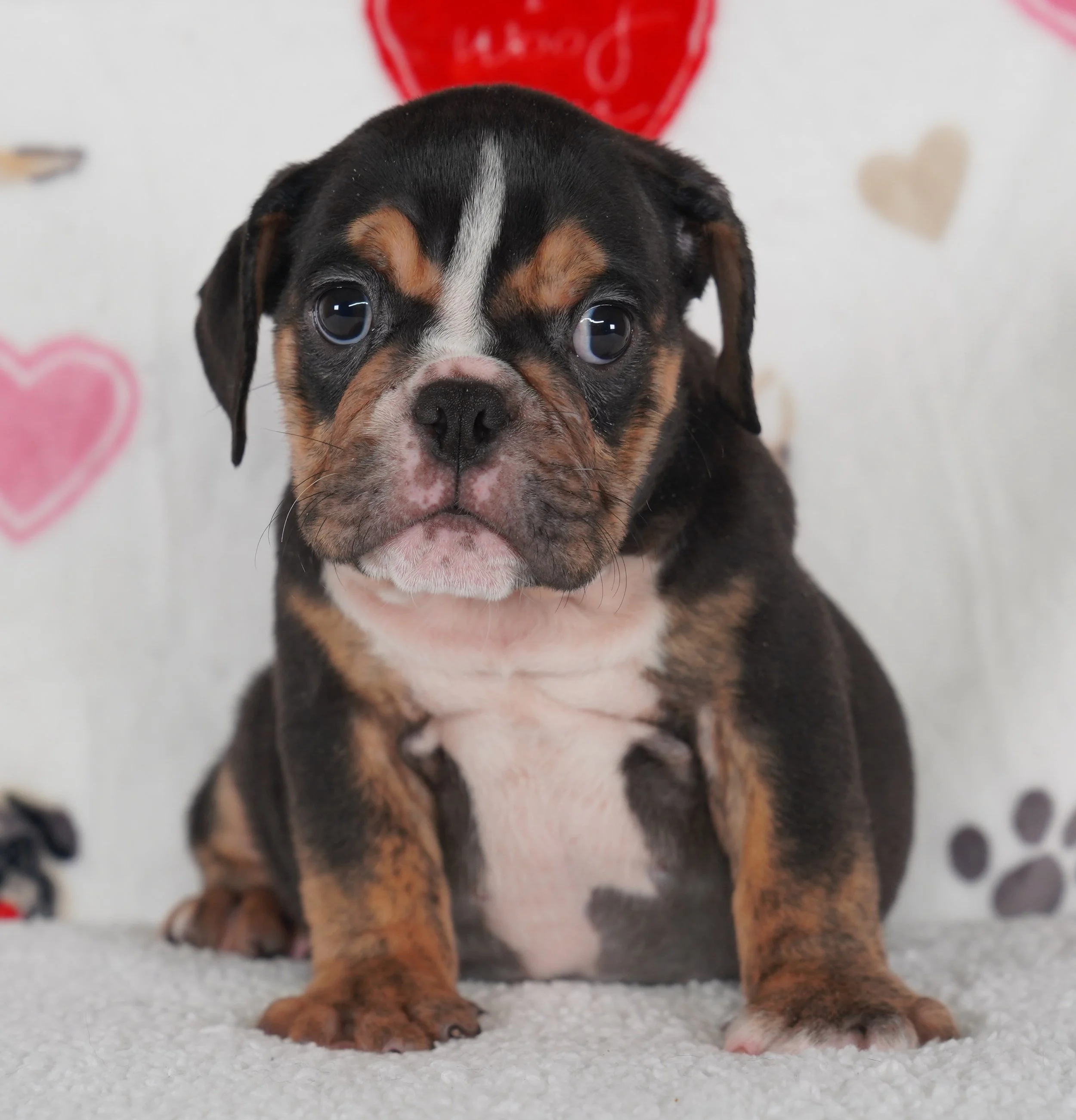 English Bulldog Puppies | Tank R Tots