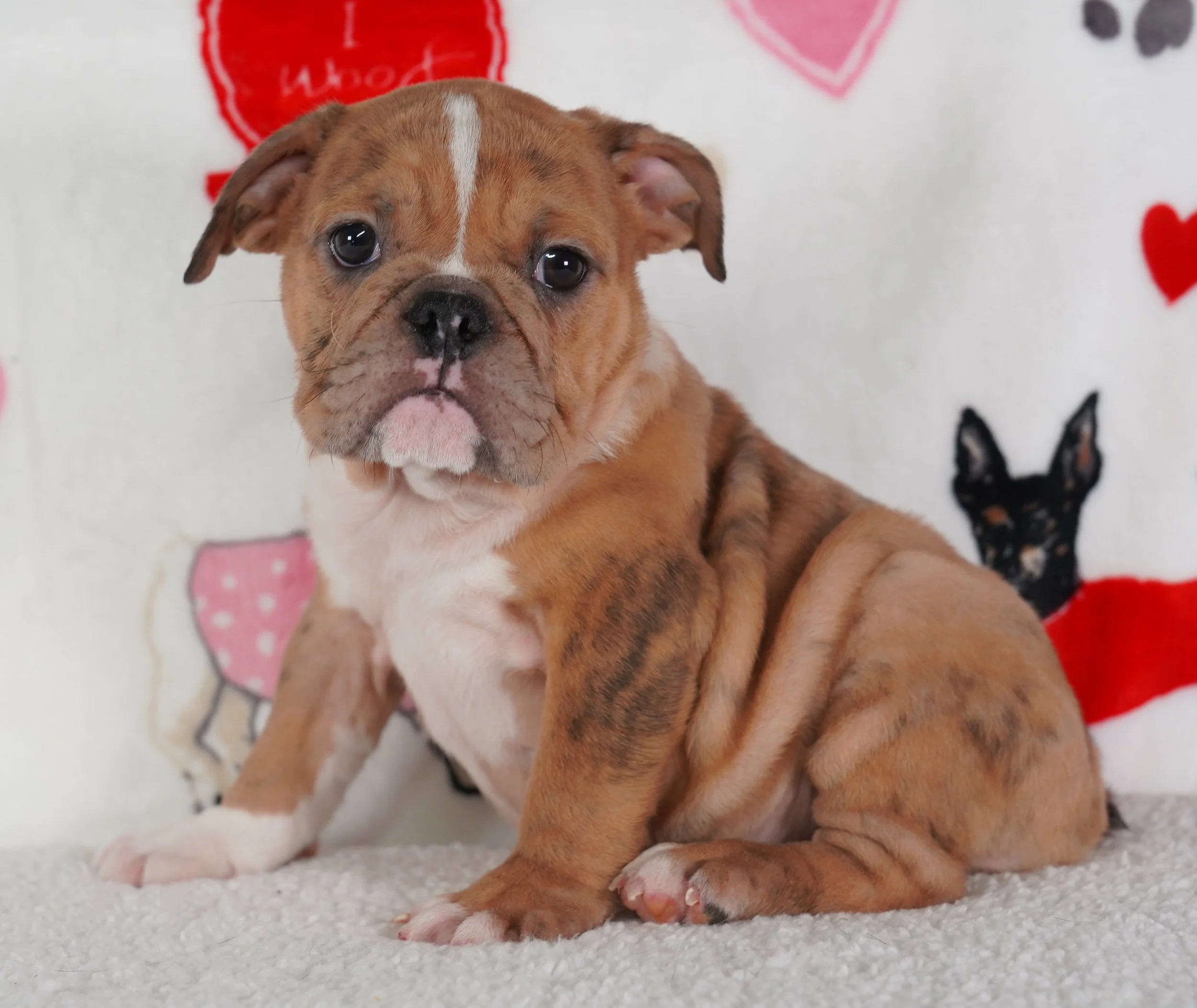English Bulldog Puppies | Tank R Tots