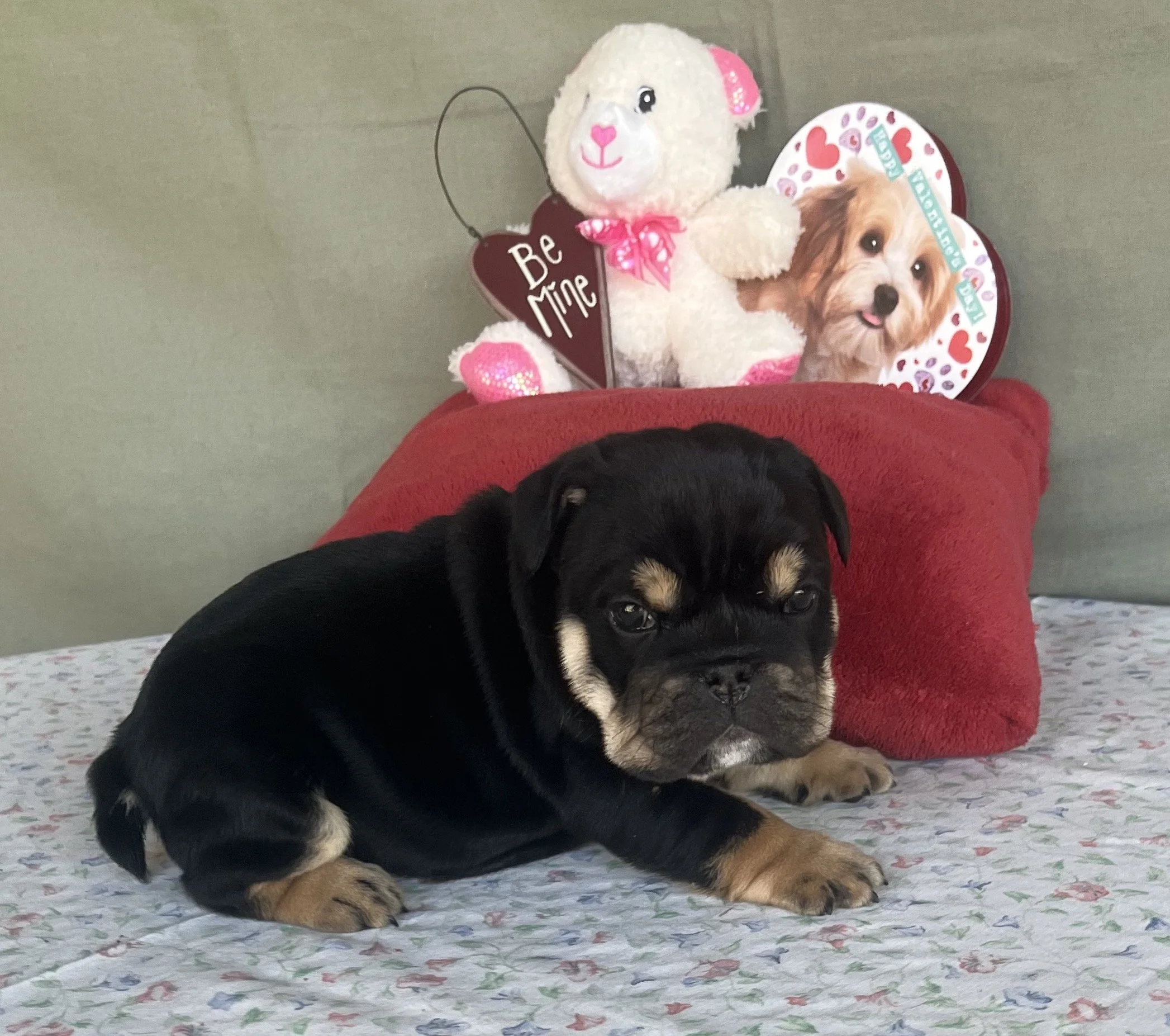 English Bulldog Puppies | Tank R Tots