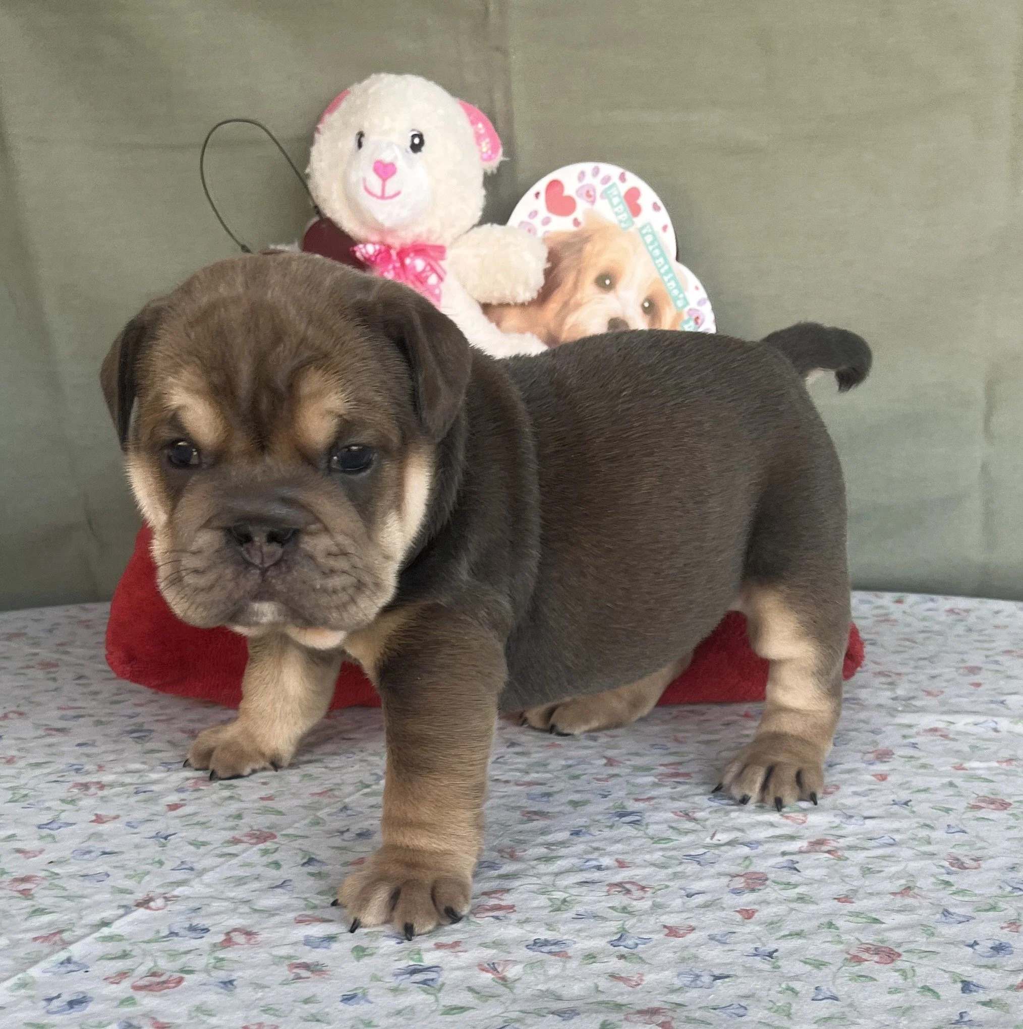 English Bulldog Puppies | Tank R Tots