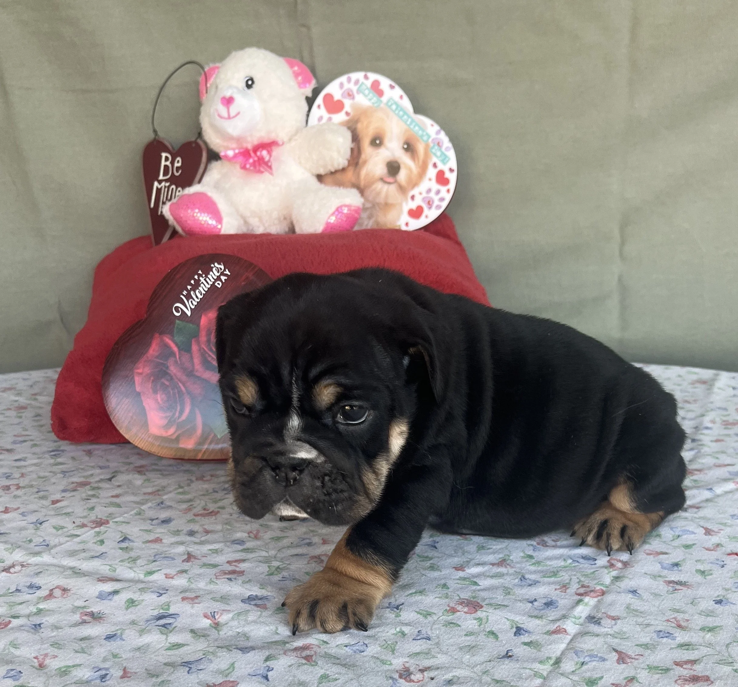 English Bulldog Puppies | Tank R Tots