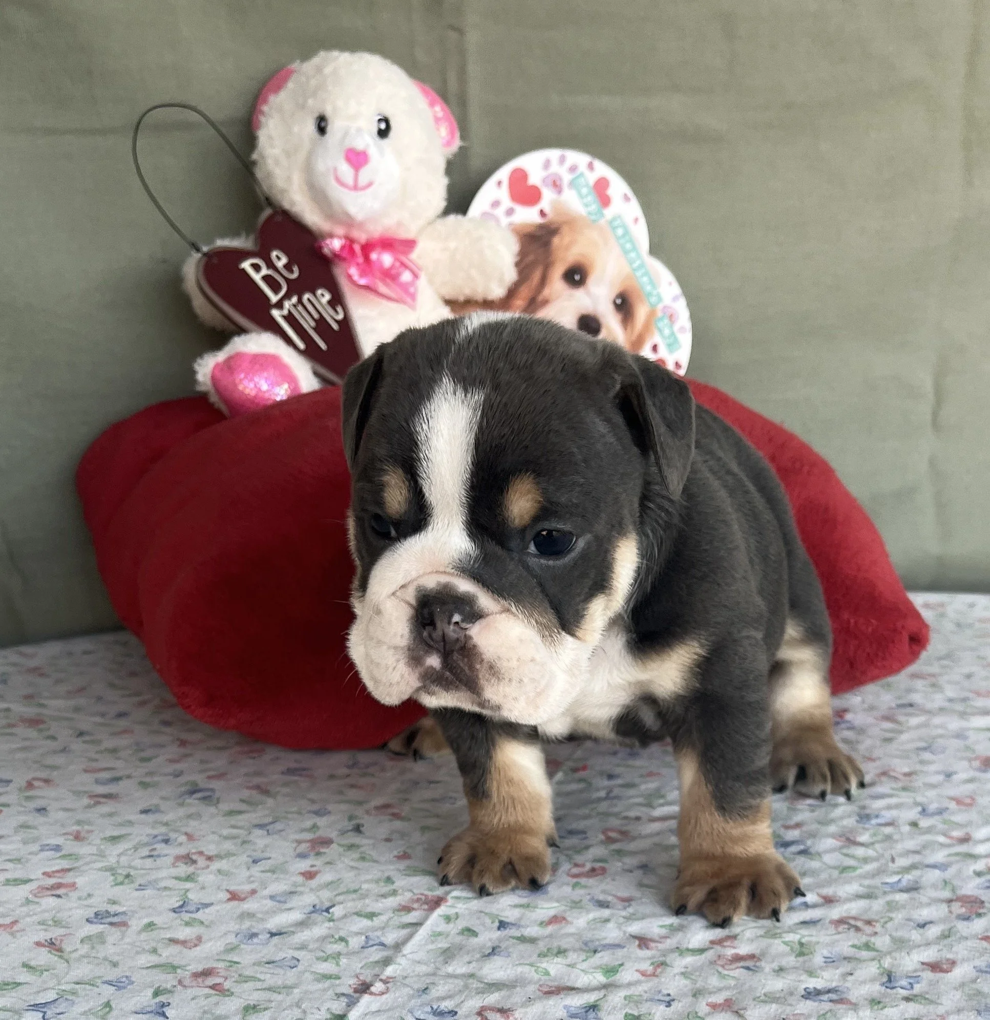 English Bulldog Puppies | Tank R Tots