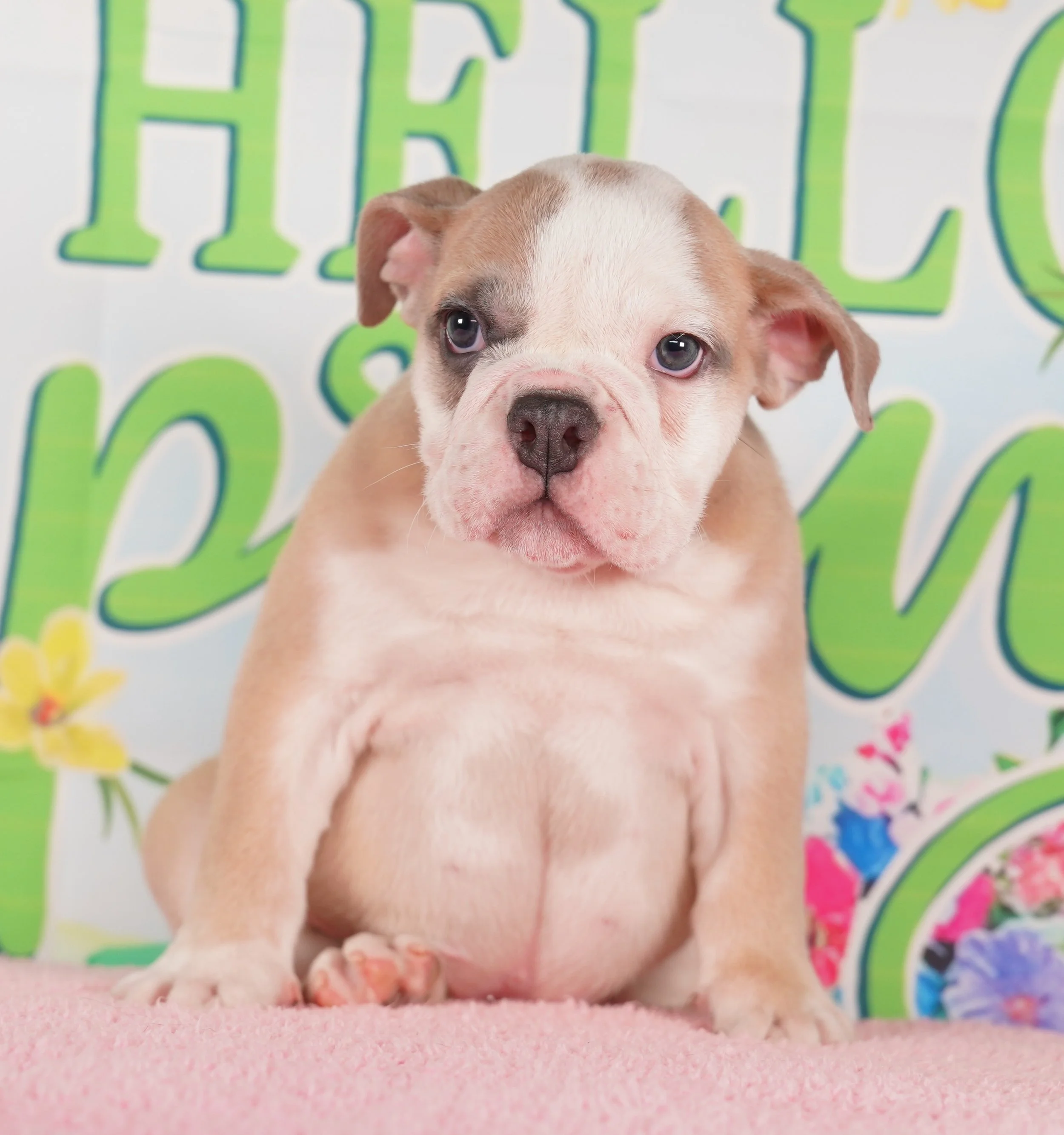 English Bulldog Puppies | Tank R Tots