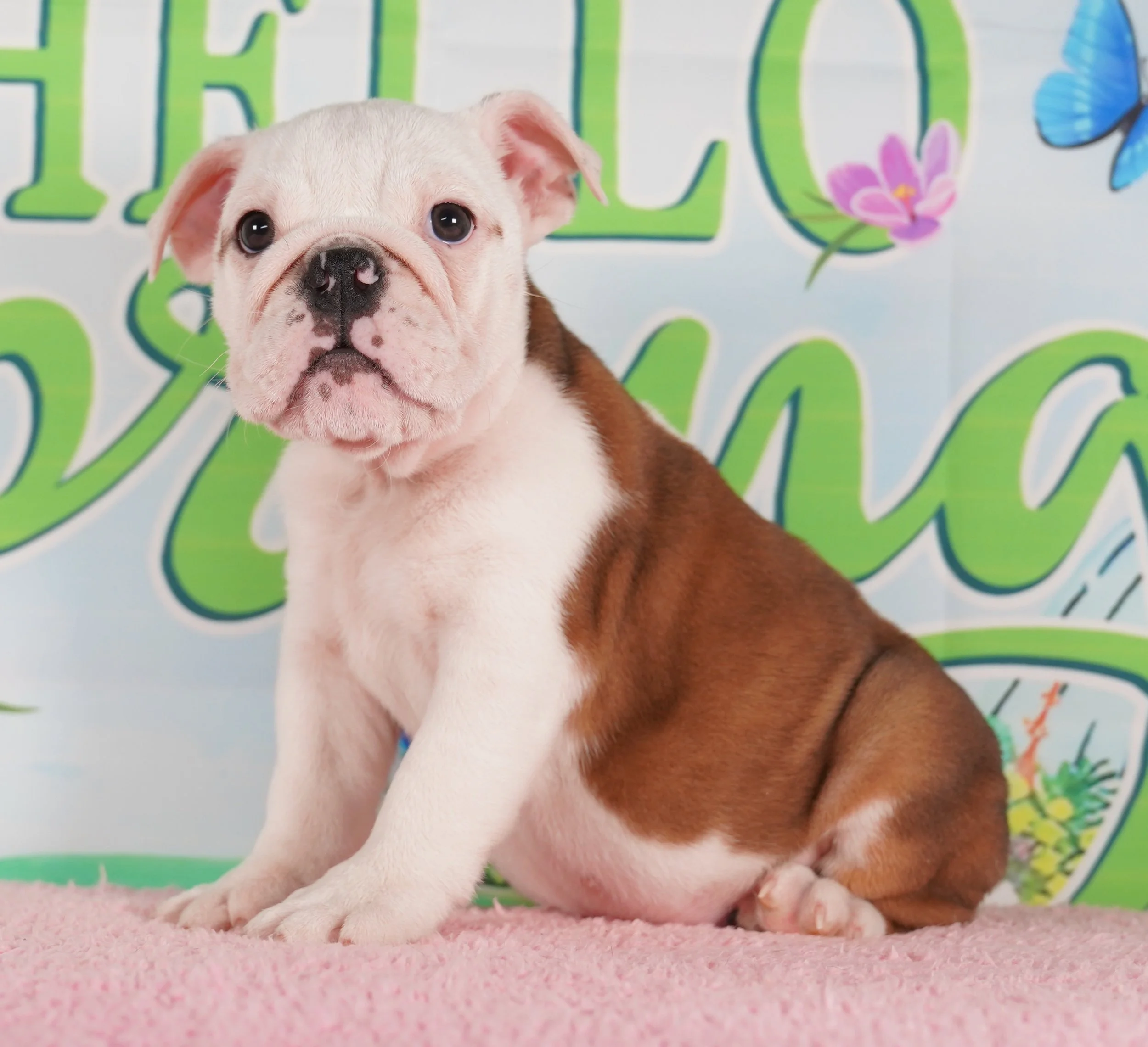 English Bulldog Puppies | Tank R Tots