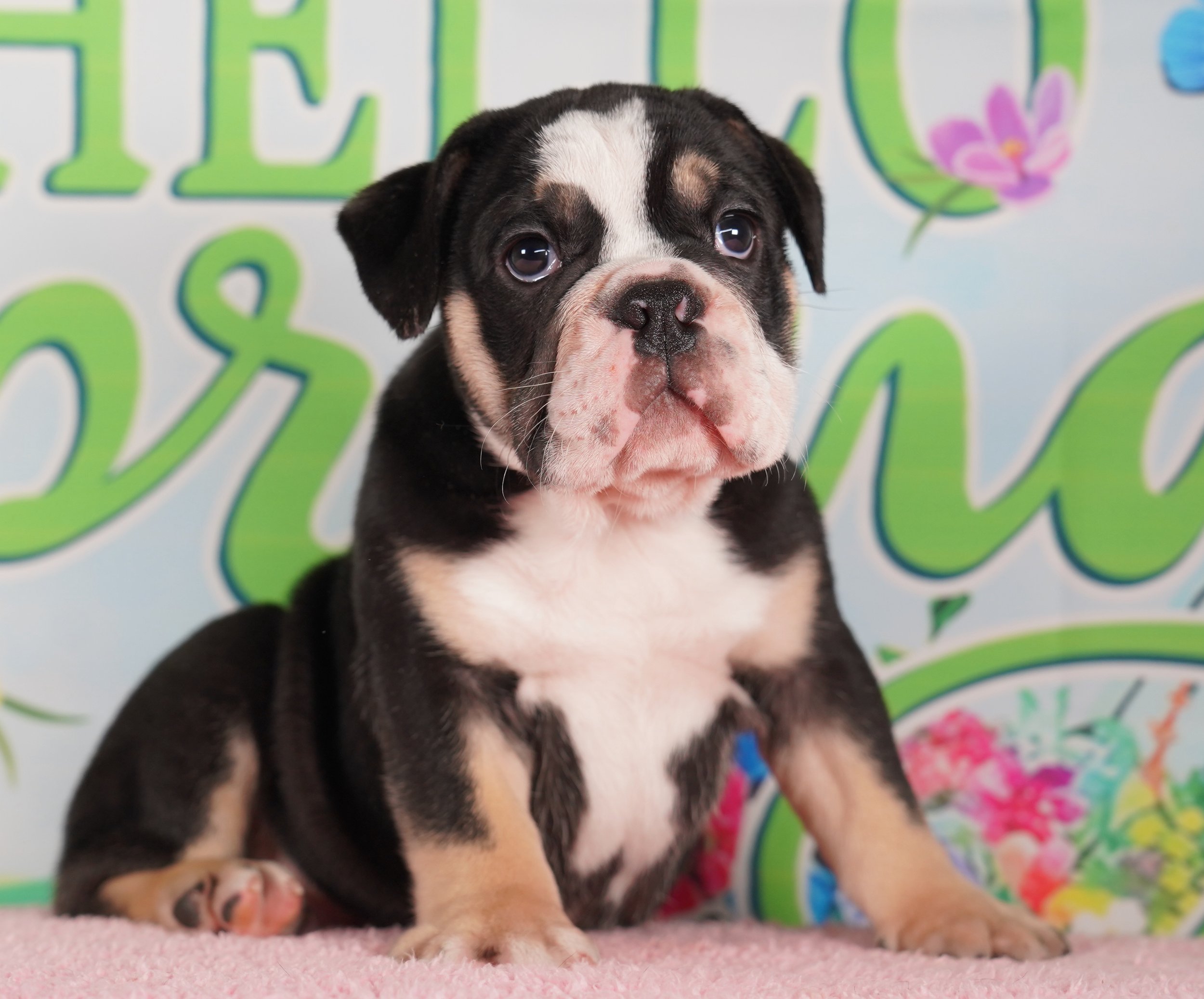English Bulldog Puppies | Tank R Tots