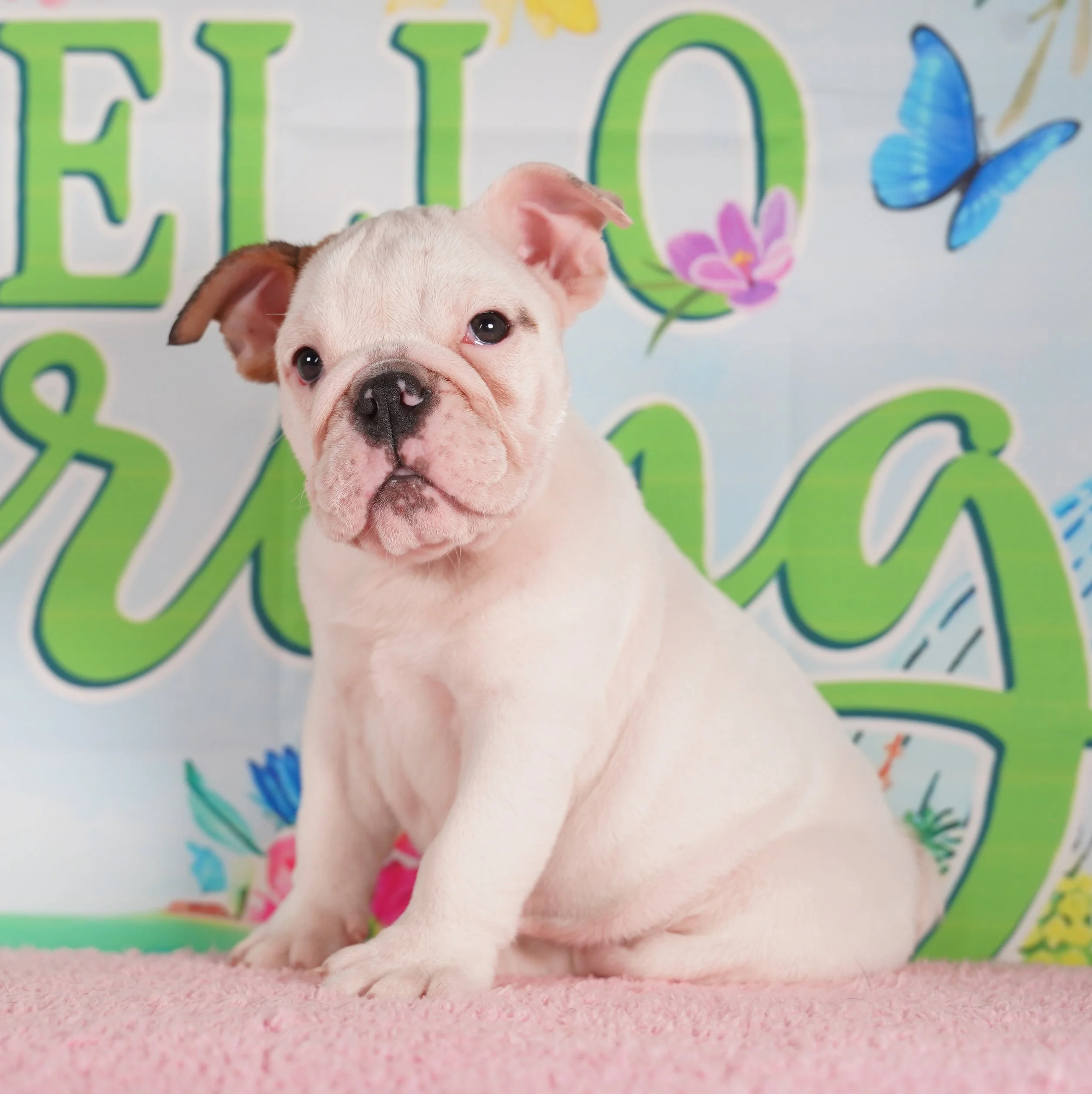 English Bulldog Puppies | Tank R Tots