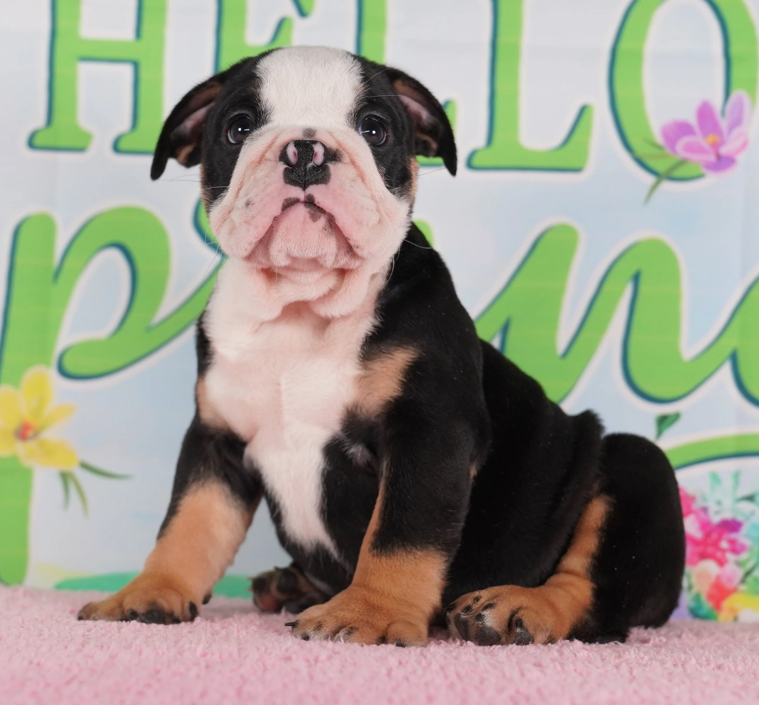 English Bulldog Puppies | Tank R Tots