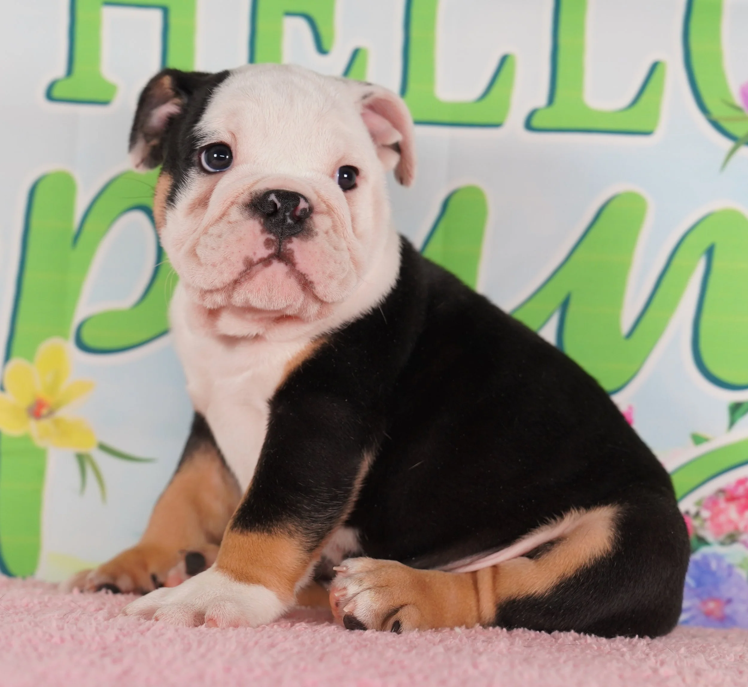 English Bulldog Puppies | Tank R Tots