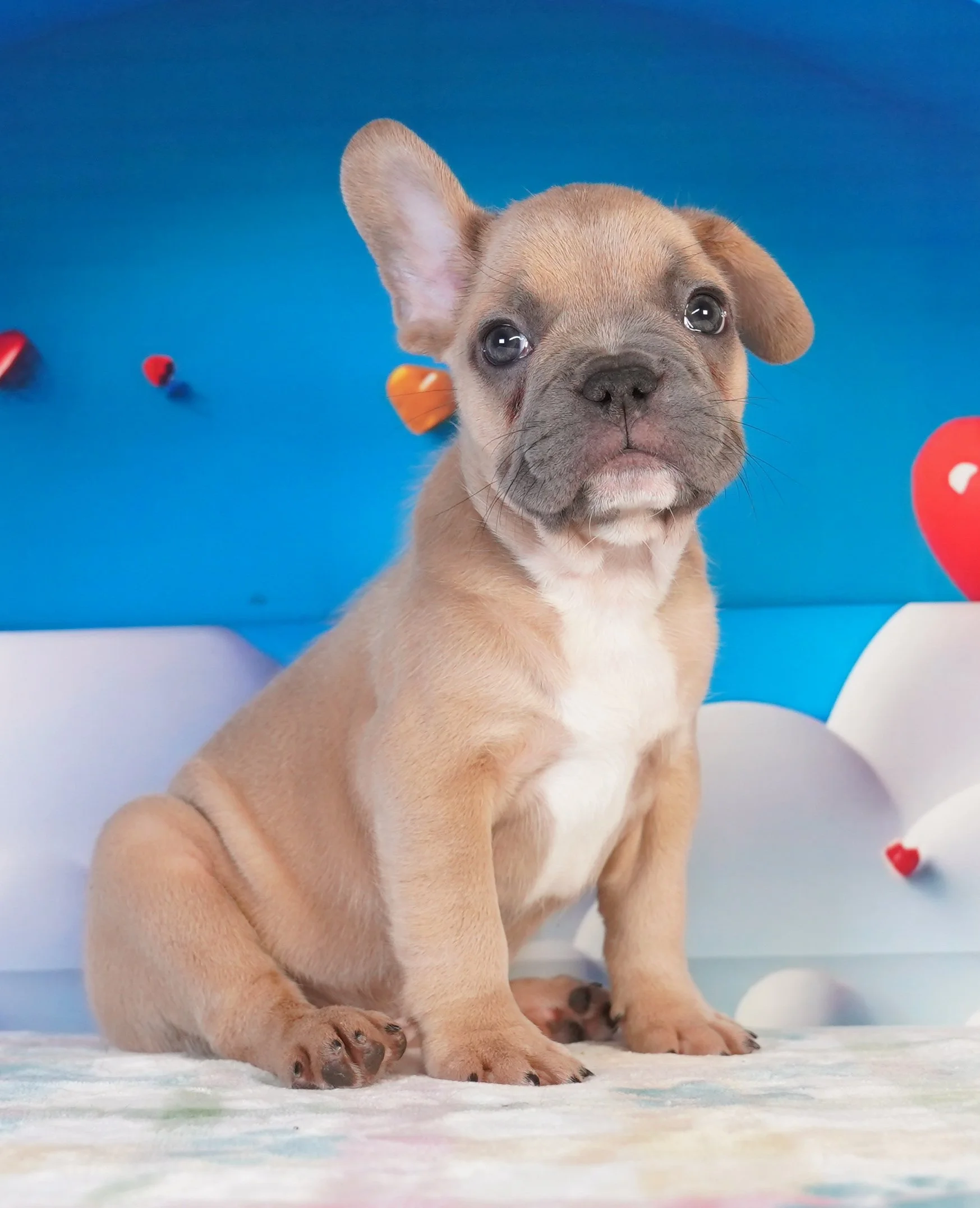 French Bulldog Puppies | Tank R Tots