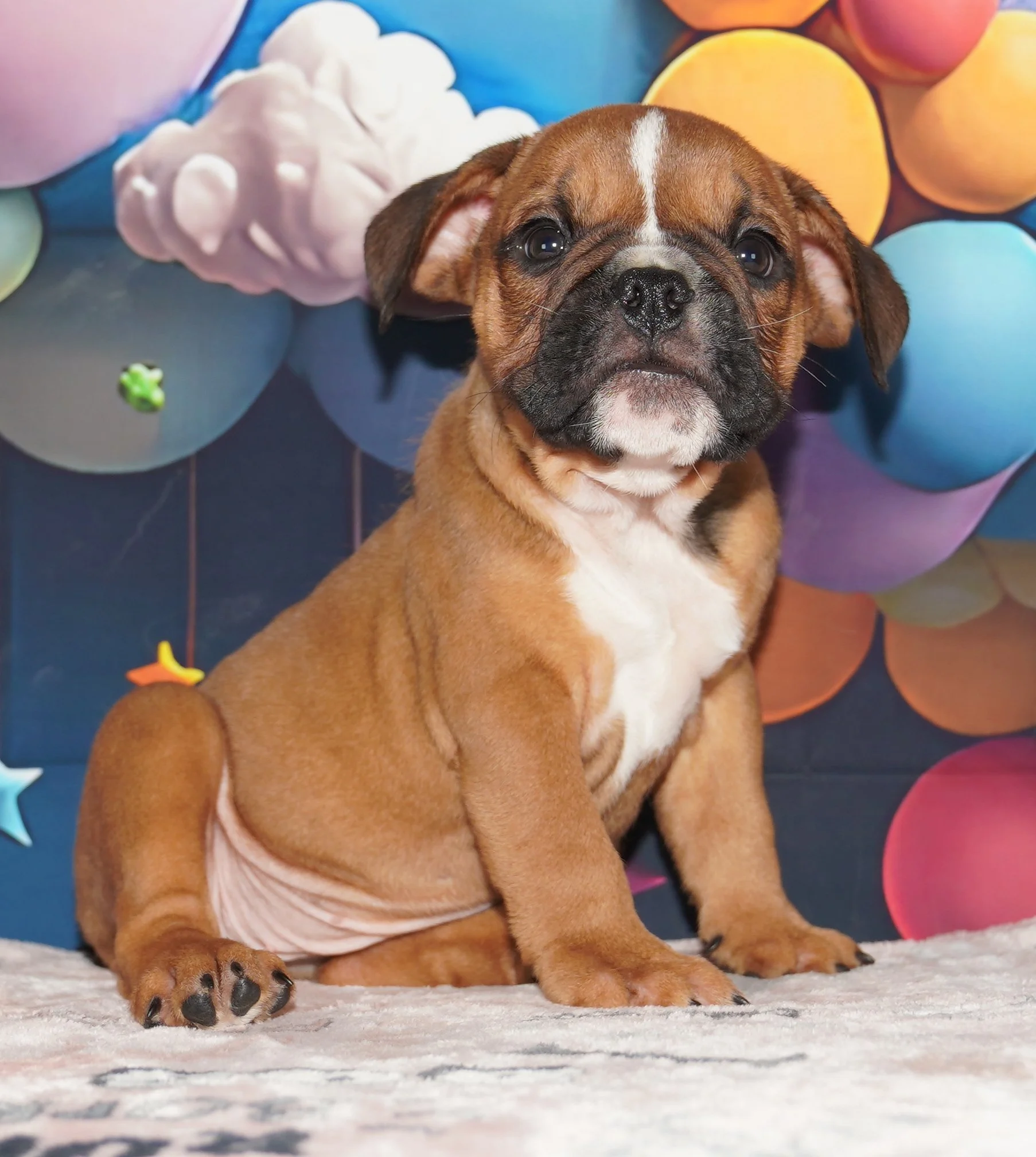 English Bulldog Puppies | Tank R Tots