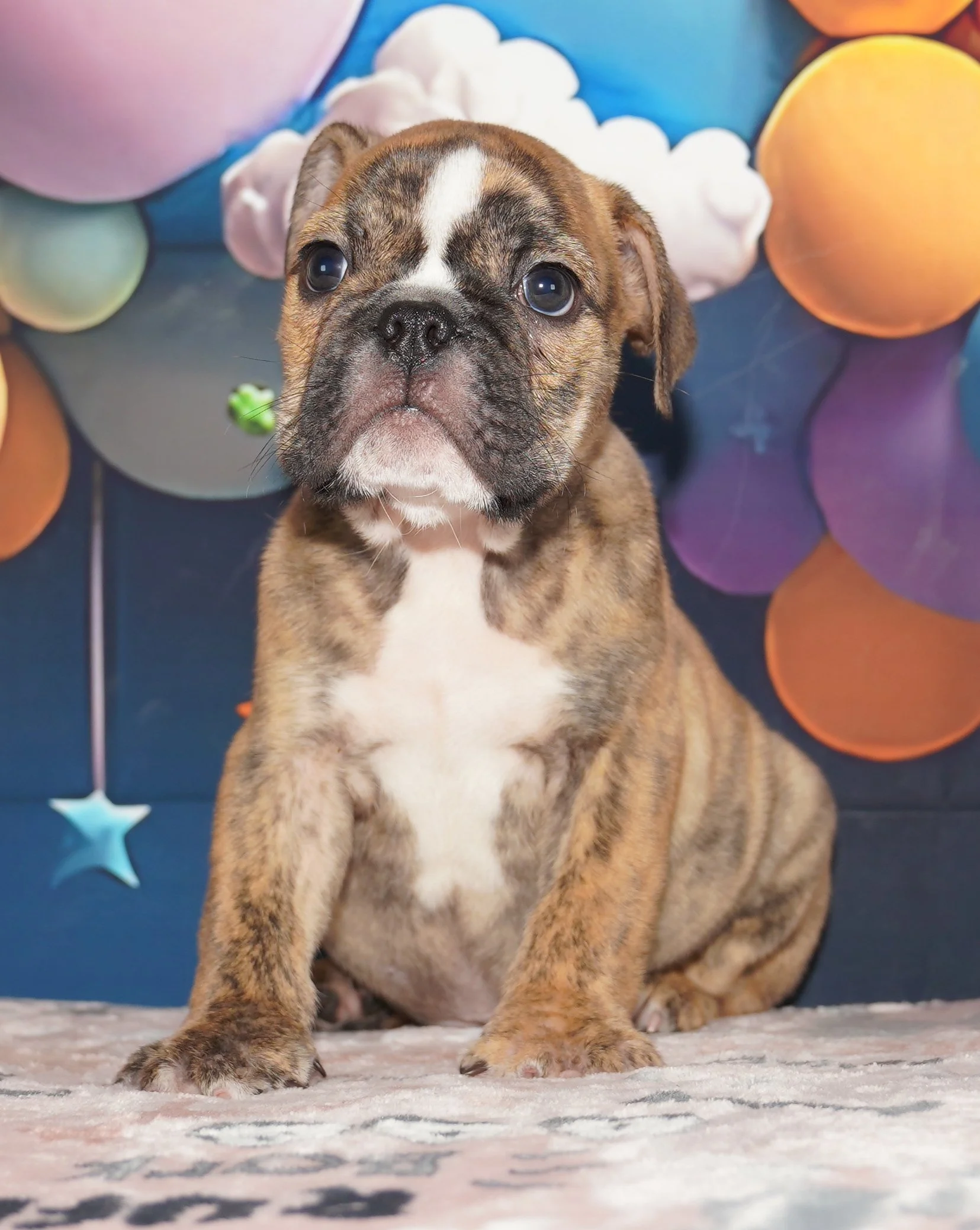 English Bulldog Puppies | Tank R Tots