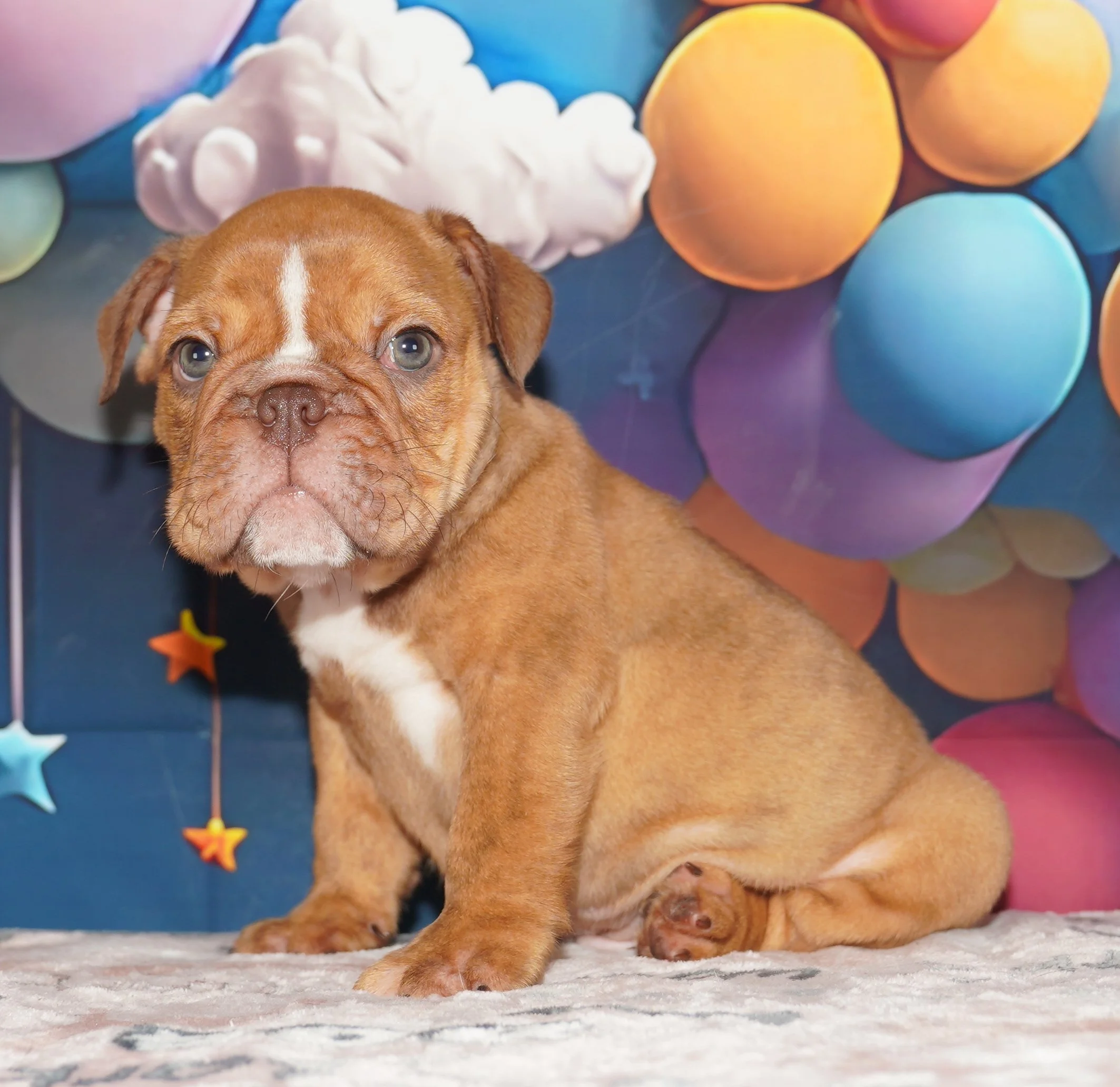 English Bulldog Puppies | Tank R Tots