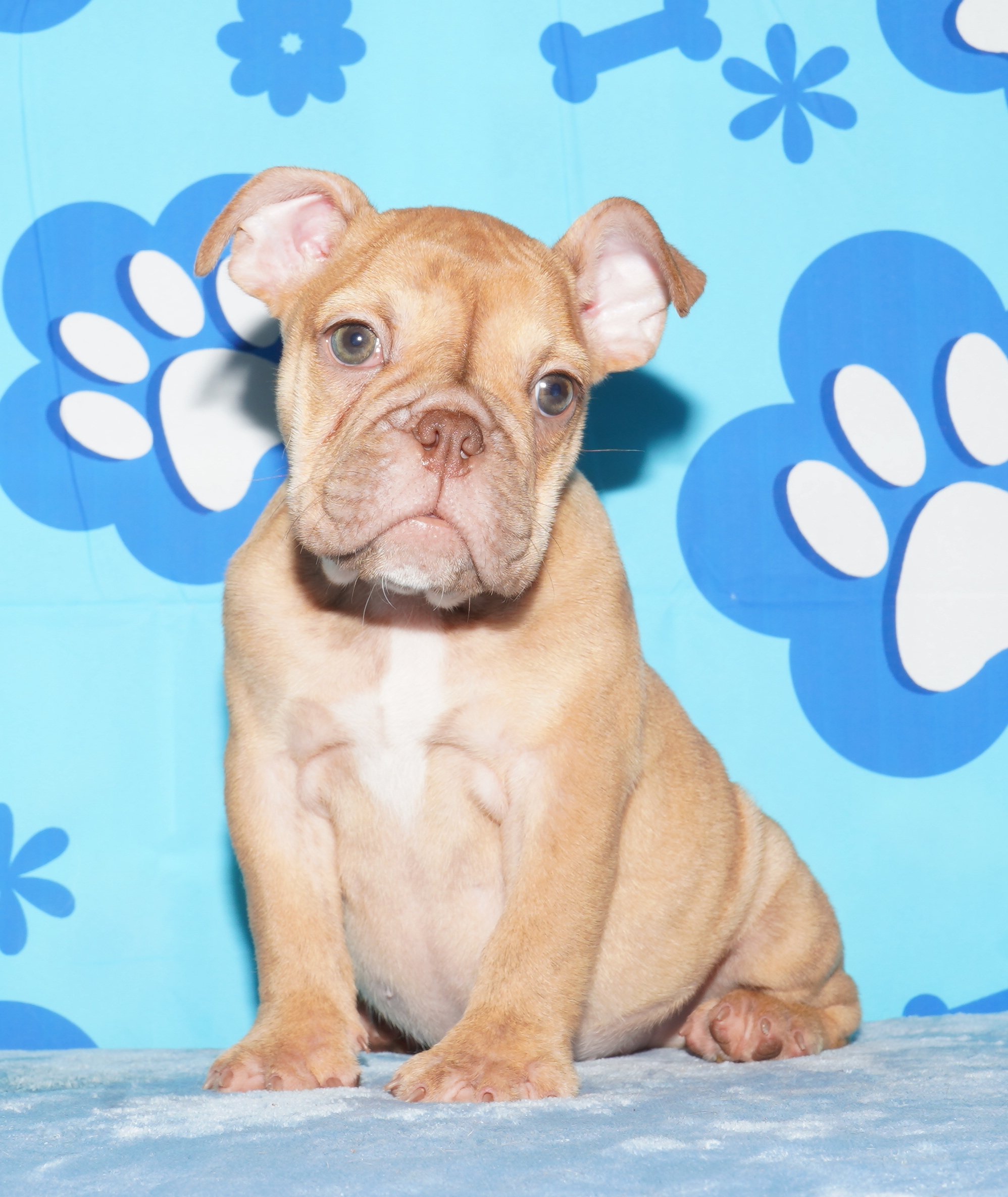 English Bulldog Puppies | Tank R Tots