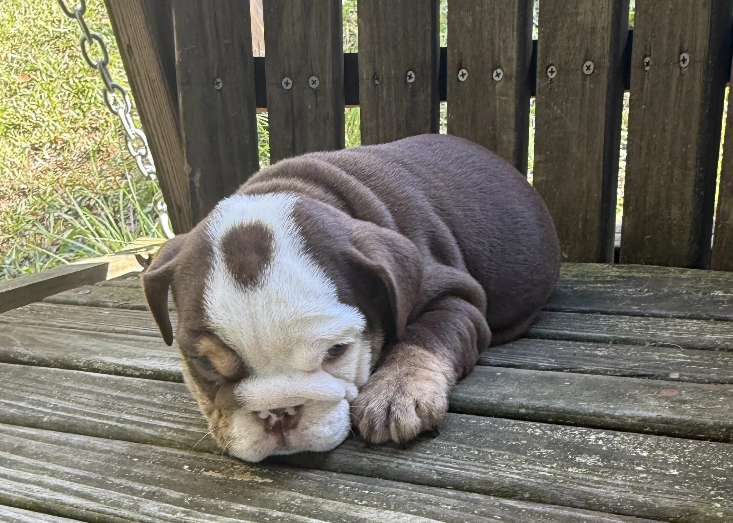 English Bulldog Puppies | Tank R Tots