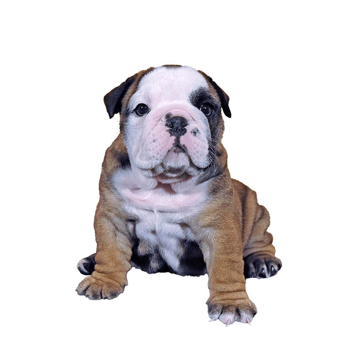 Bulldog Puppies | Tank R Tots