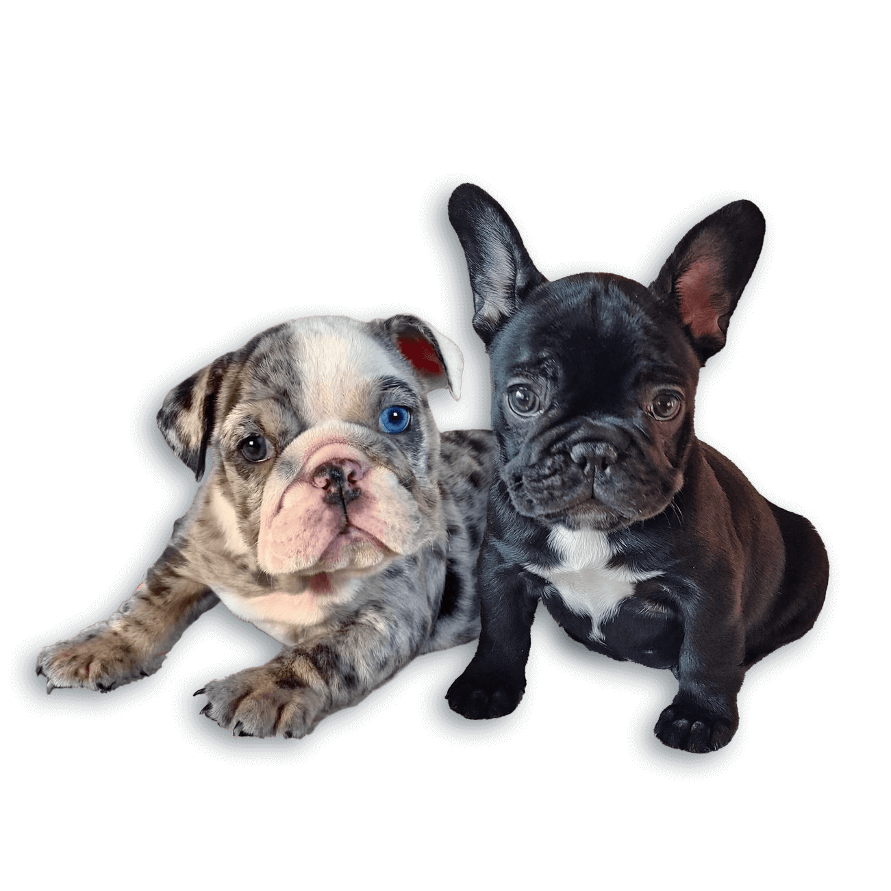 Tank R Tots | Purebred English and French Bulldogs