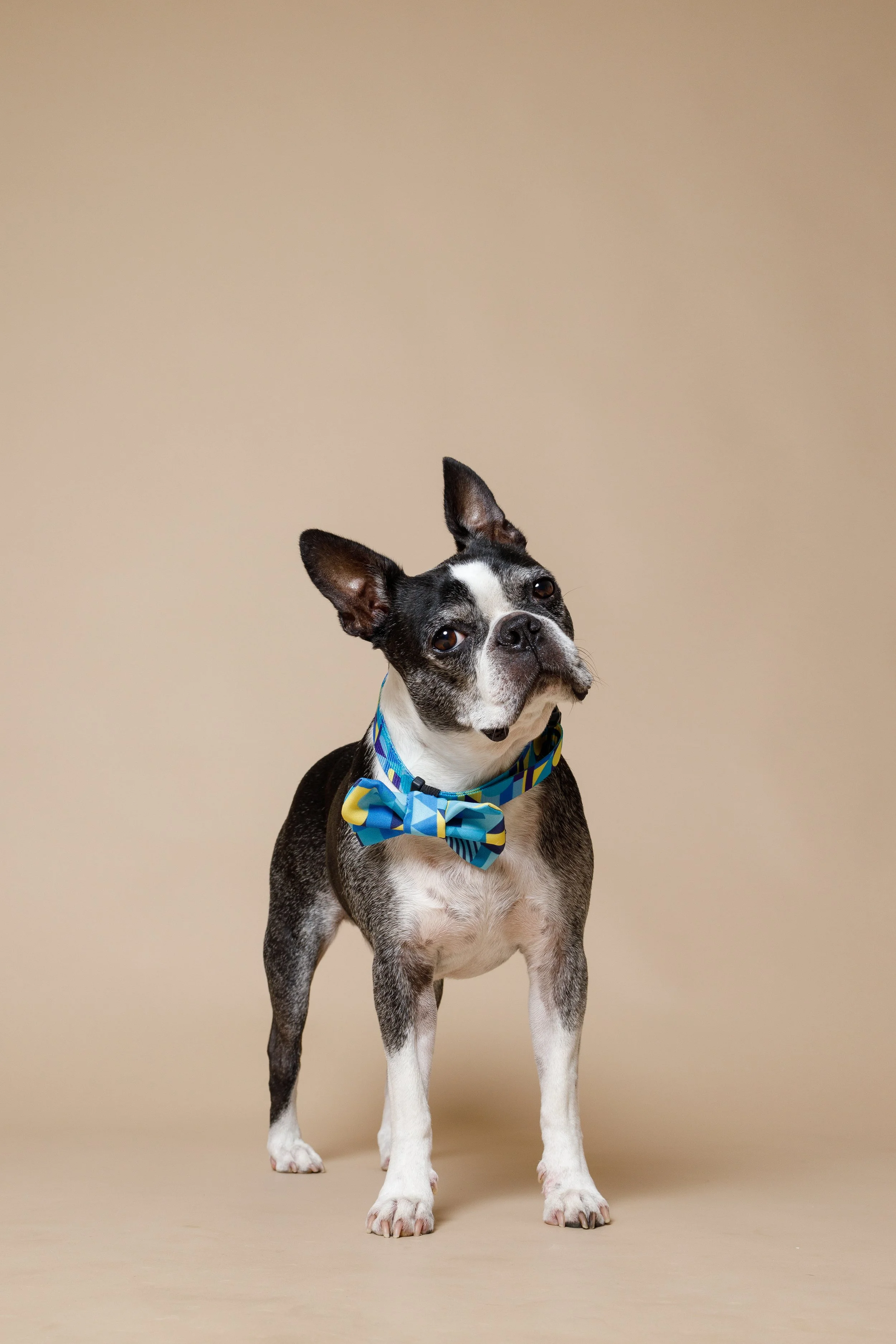 Fotografia para empresas pet — le terrier studio