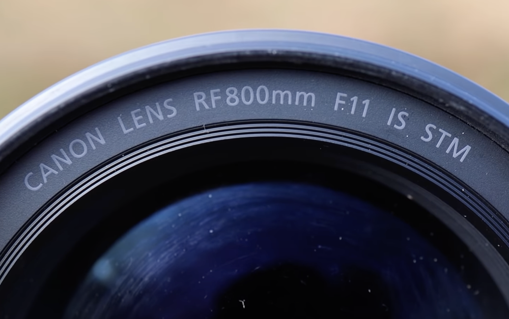 REVIEW: Canon RF 800mm f/11 — Harry Martin Photography