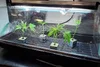 How to Mix Jacks 321 | Jacks 3-2-1 — Autoflowering Cannabis Seeds