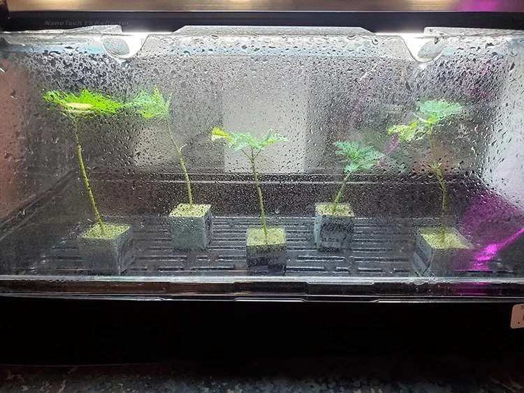 The Perfect Cannabis Garden with Photoperiod Seeds — Autoflowering ...