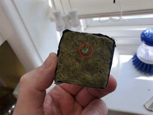 How to Germinate Cannabis Seeds in Rockwool — Autoflowering Cannabis Seeds