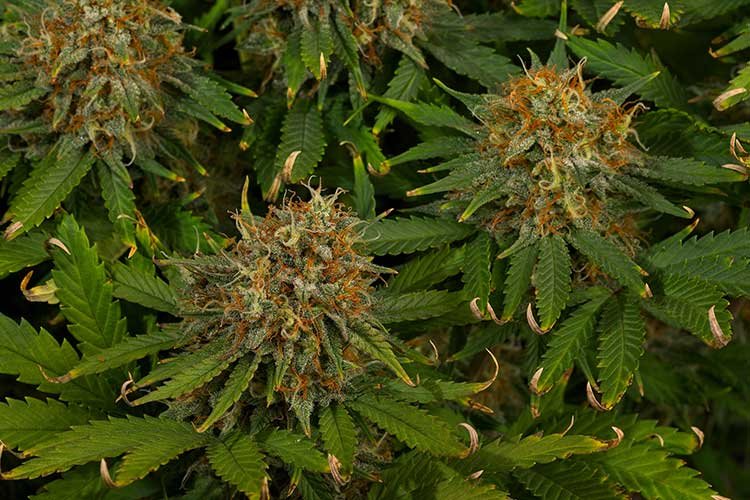 Cultivating the Potency Bruce Banner Feminized Seeds — Autoflowering ...