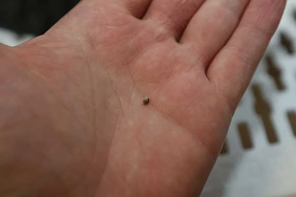 How to Germinate Cannabis Seeds in Rockwool — Autoflowering Cannabis Seeds