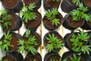 The Complete Guide to Buying and Growing Ganja Seeds — Autoflowering ...